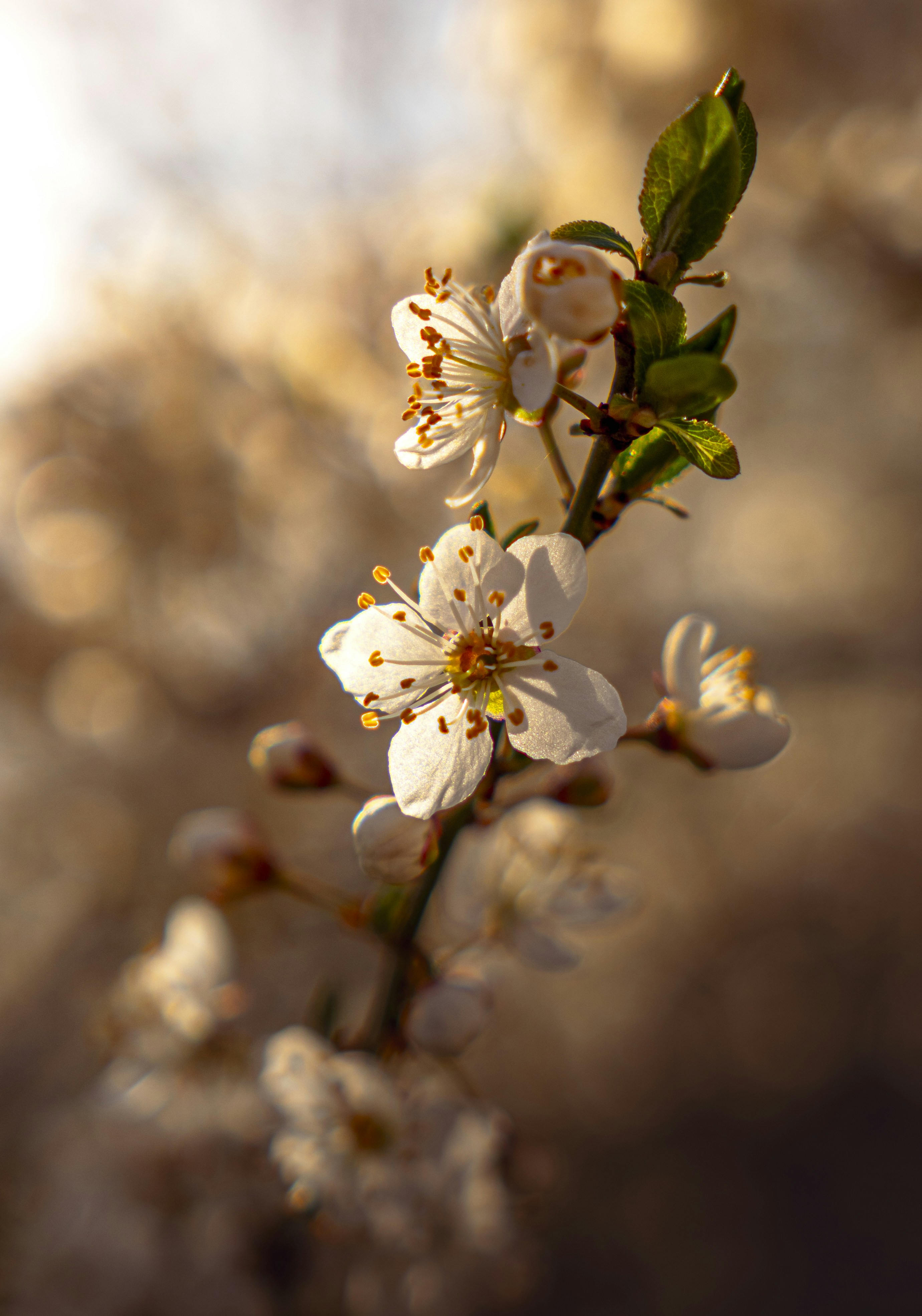 Blossom in Soft Focus: White Petals Against Autumn Glow