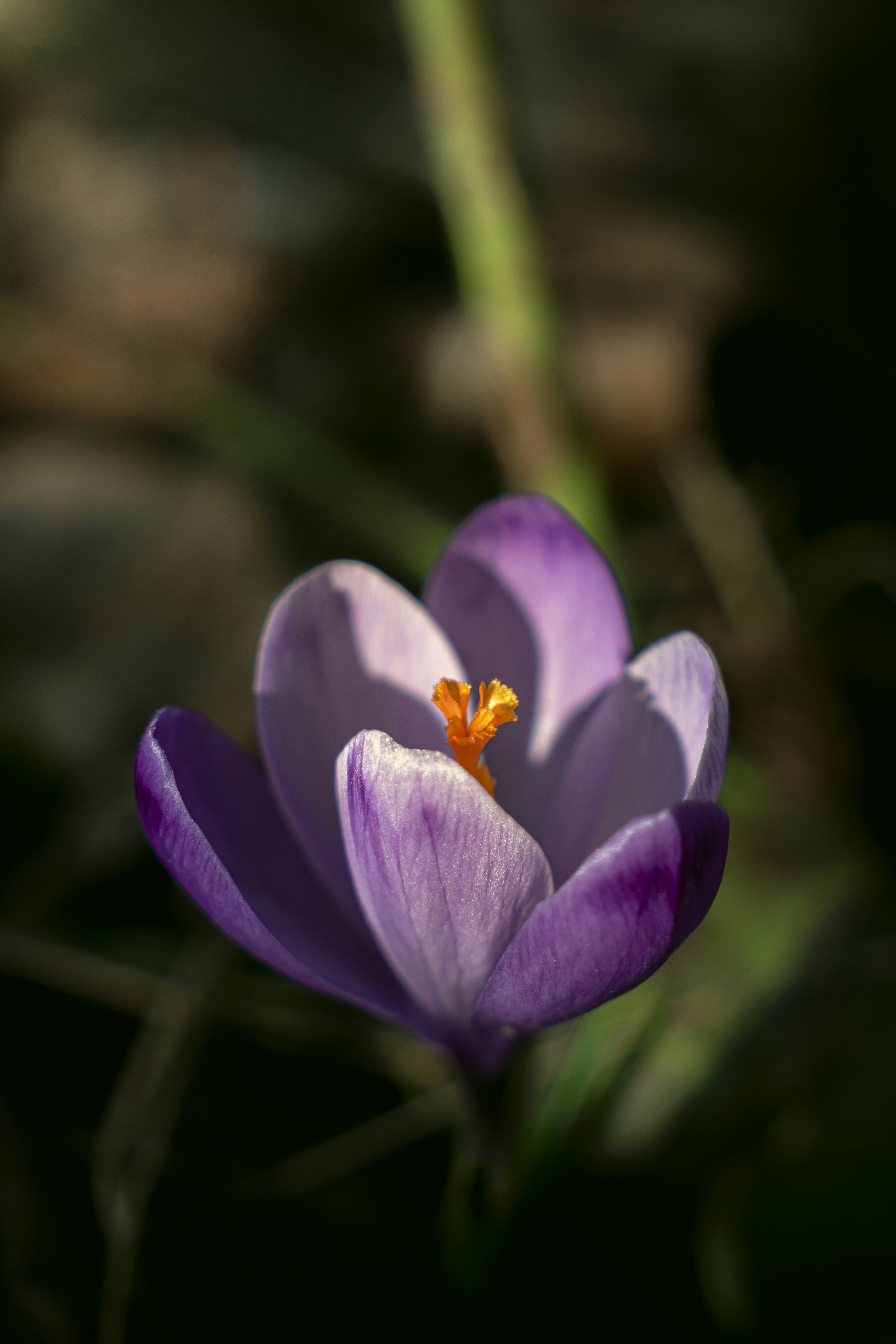 Petal Spotlight: A Purple Bloom’s Quiet Resolve