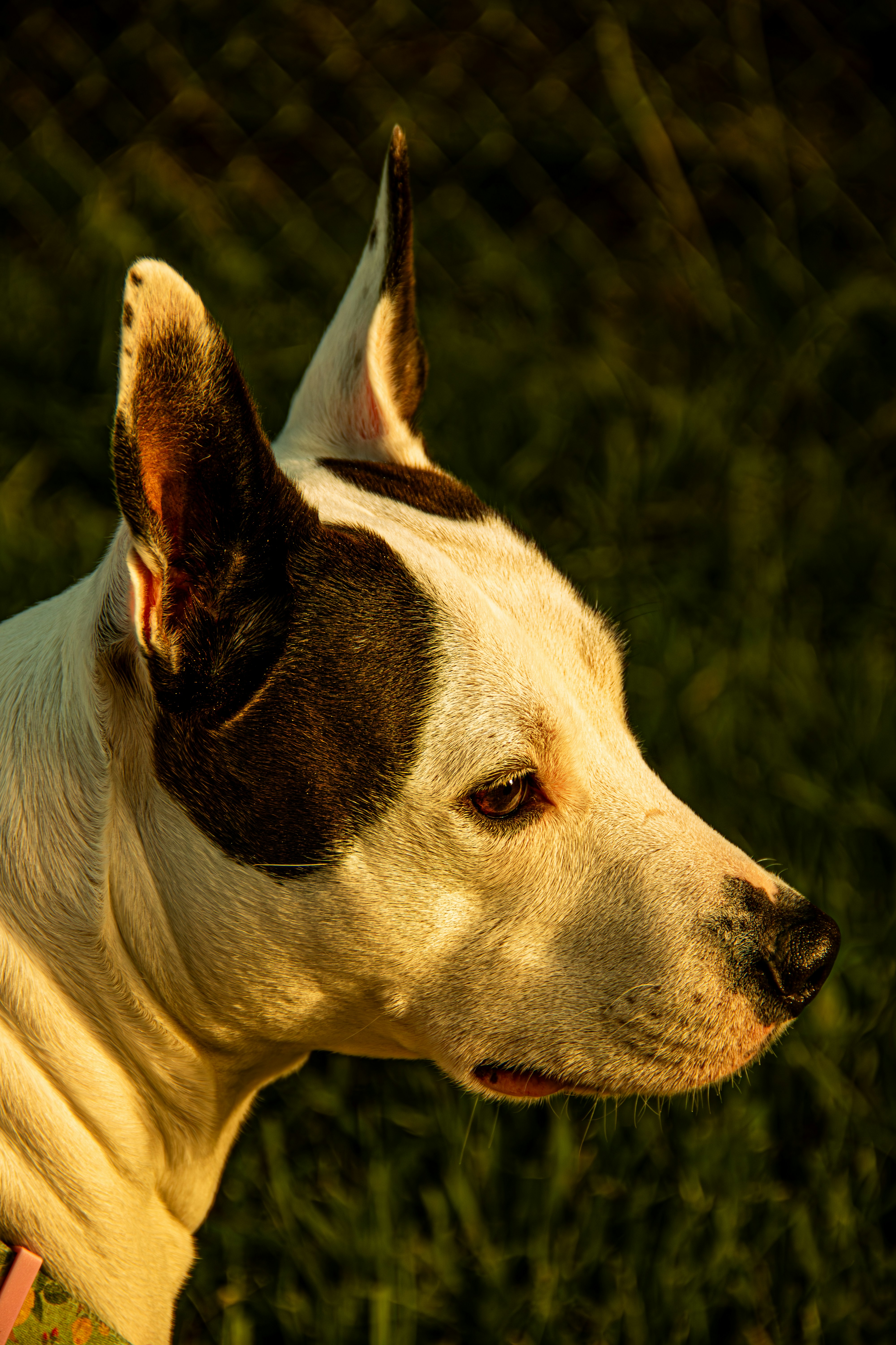 Focused Gaze: The Bull Terrier in Golden Hour
