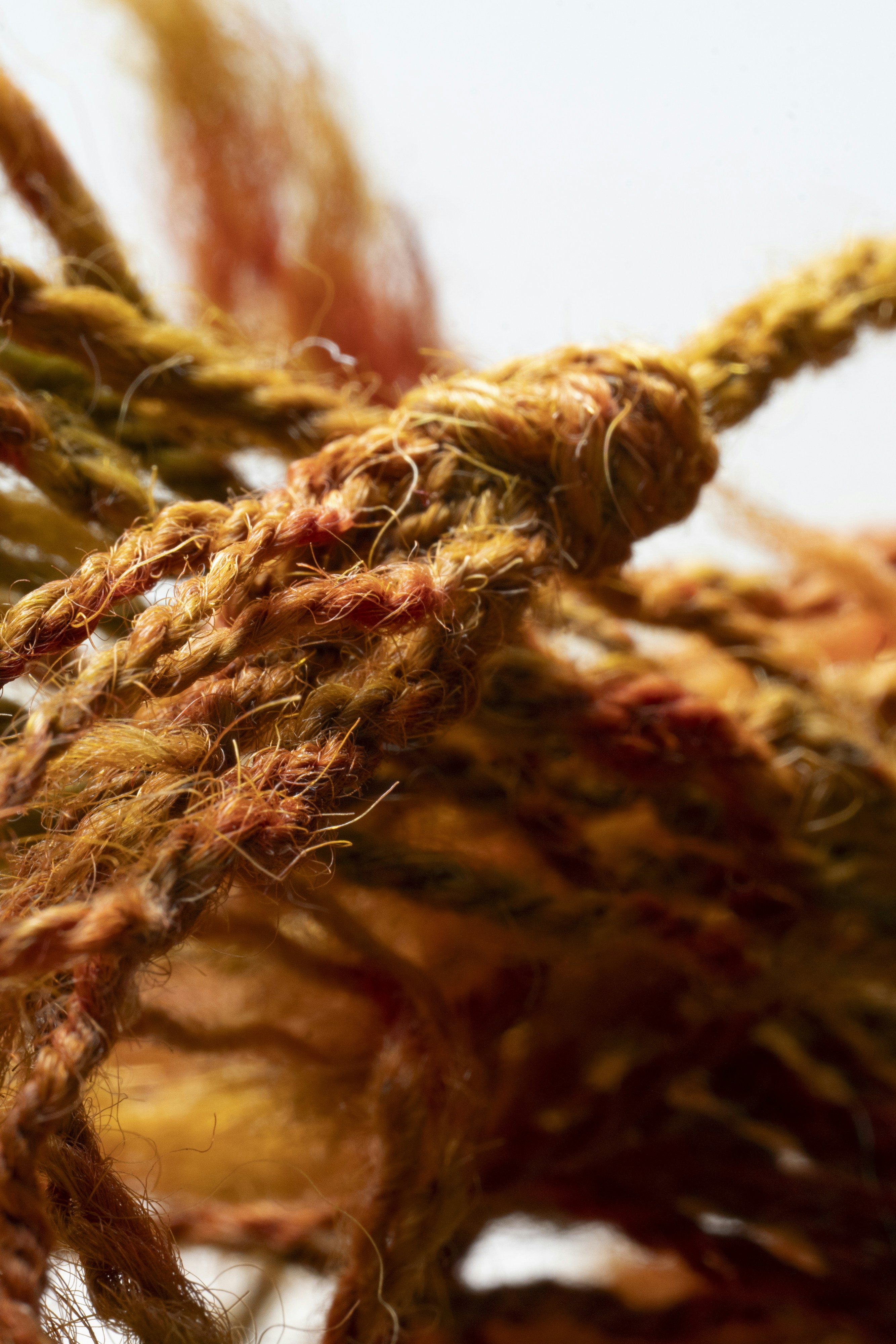 Tangled Weave: Sunlit Fibers in Close-Up