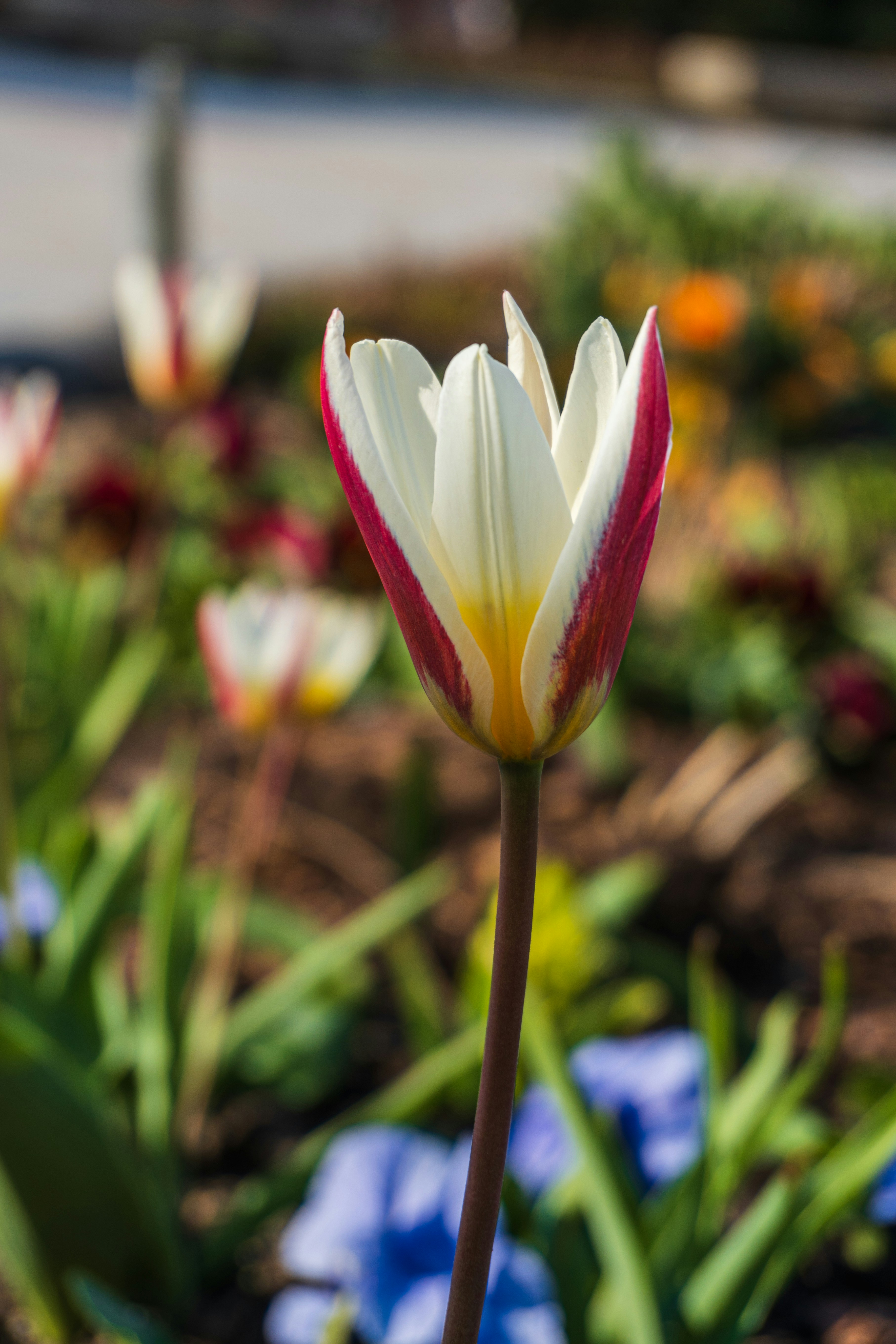 White-tipped Tulip with Crimson Edges in Morning Garden