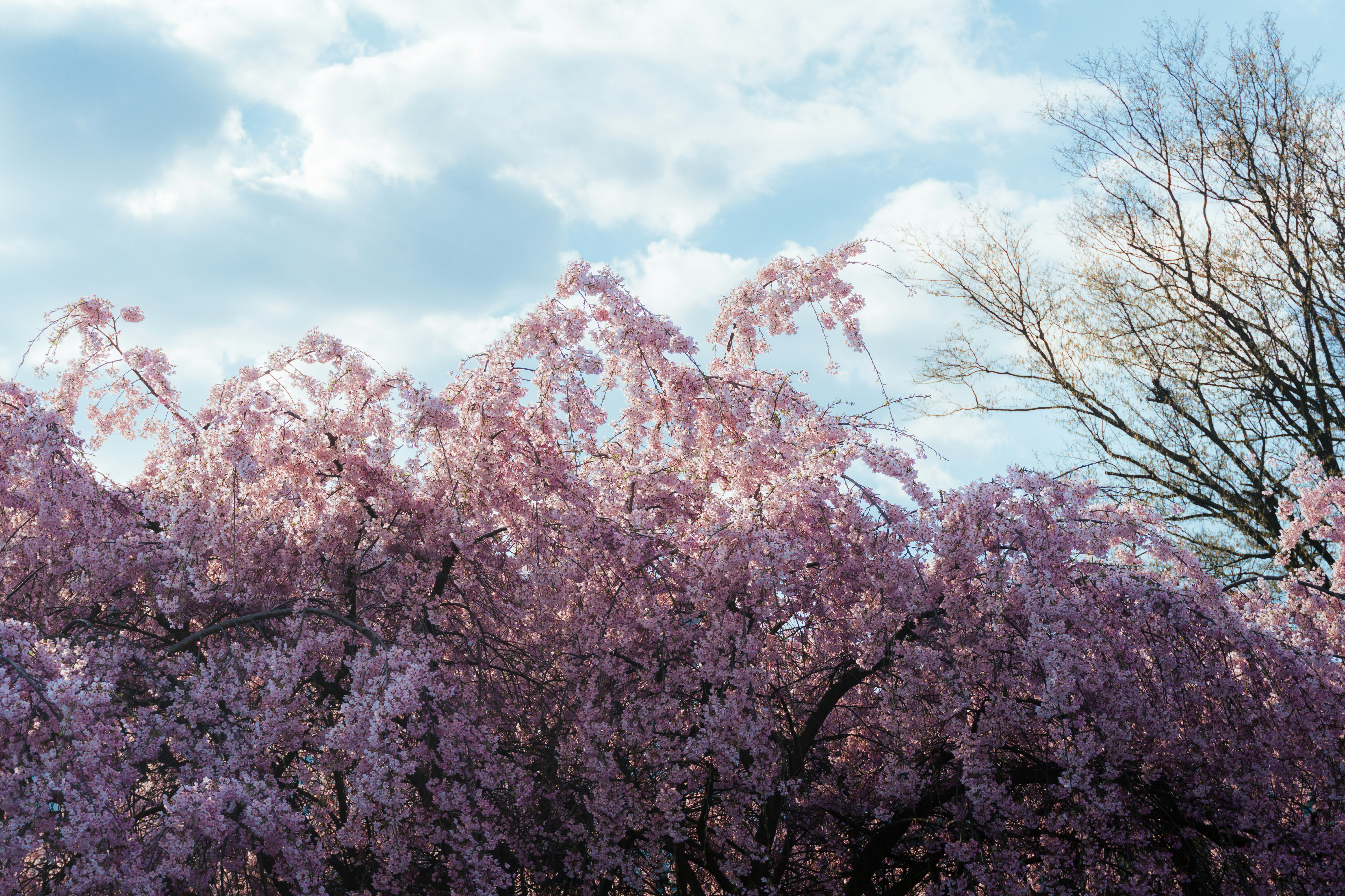 Pink Canopy in Spring Light