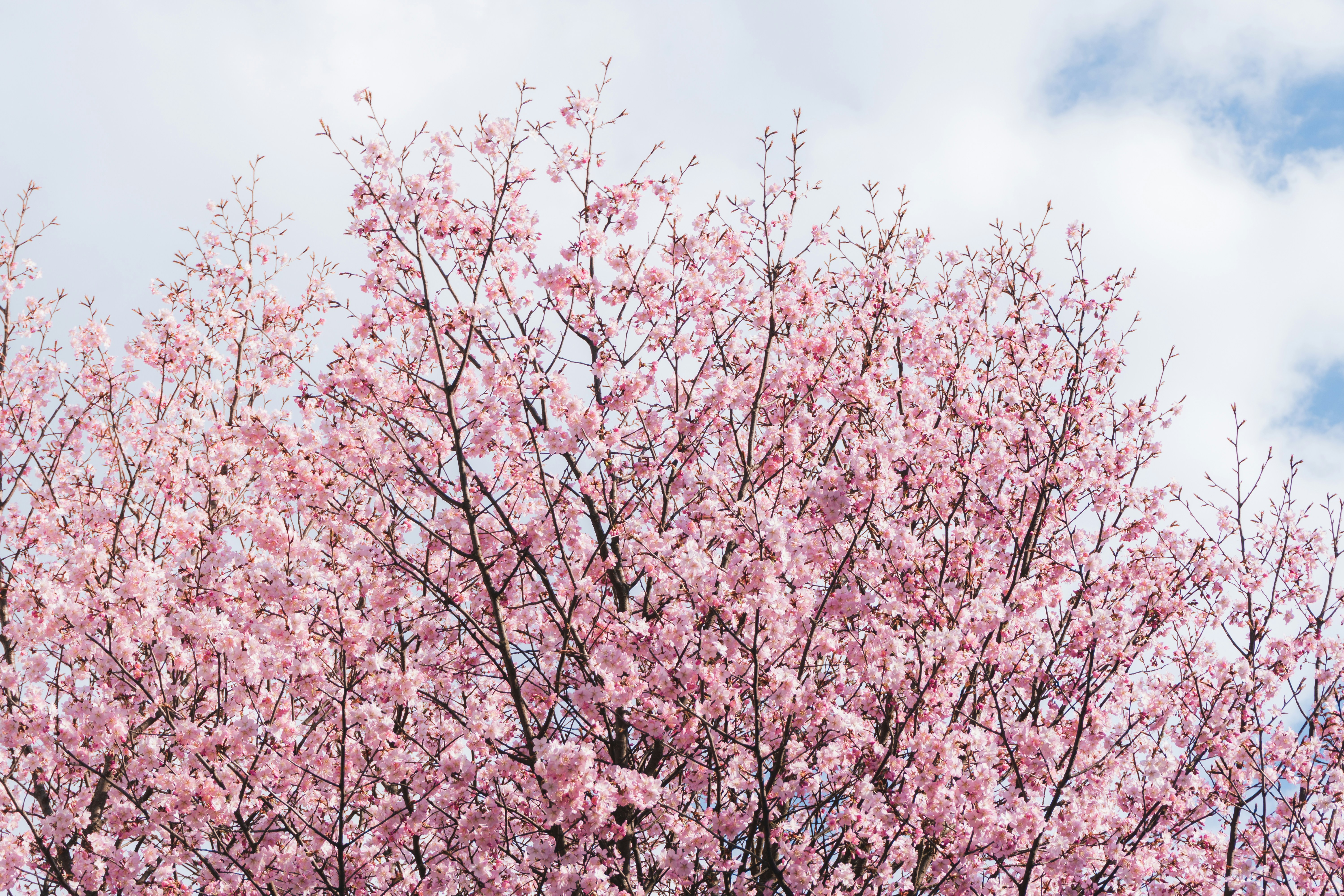 Blossoms' Embrace: A Pink Cascade Toward the Sky
