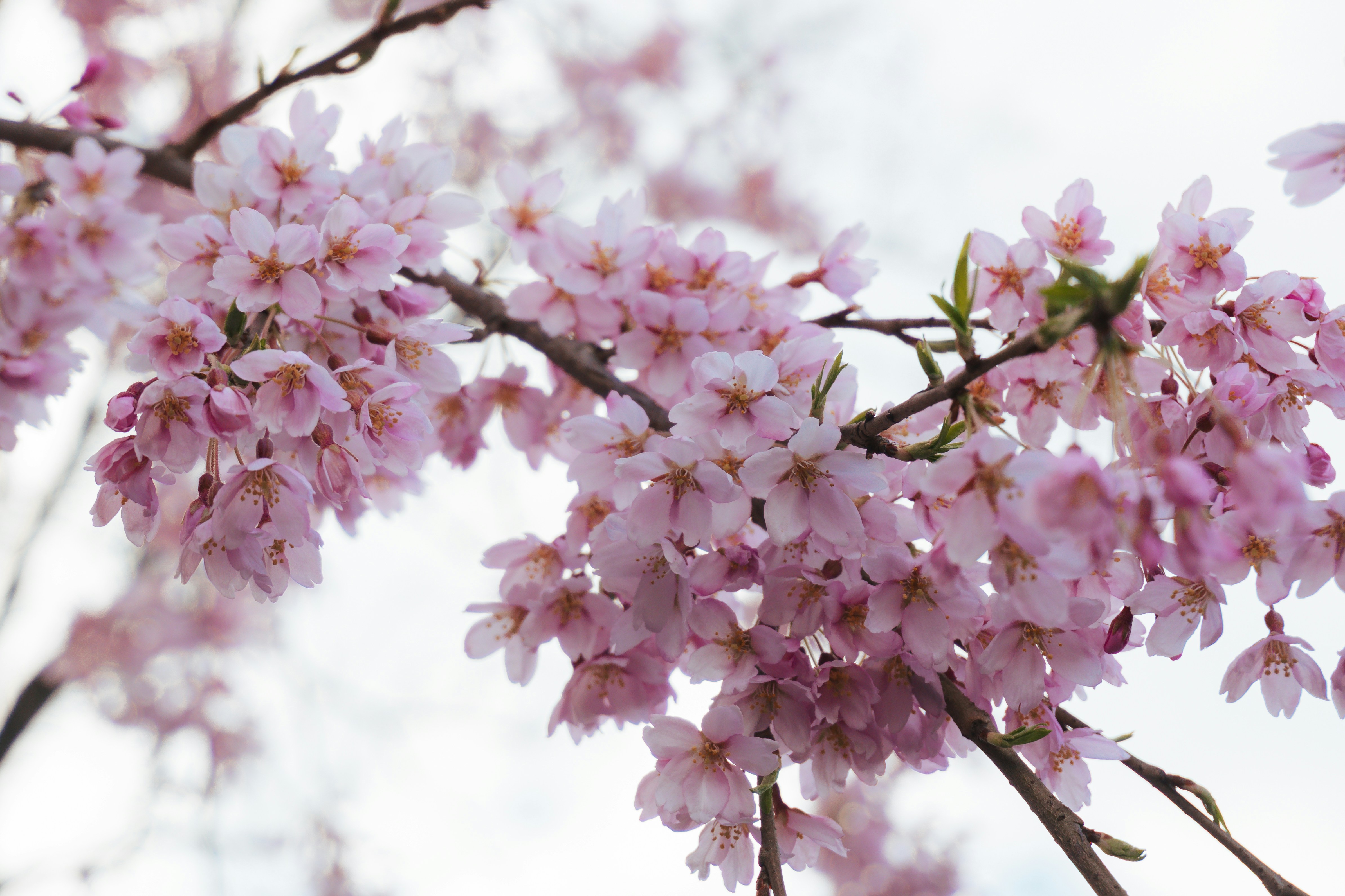 Blossoms in Focus: A Gentle Pink Cascade AgainstClear Sky