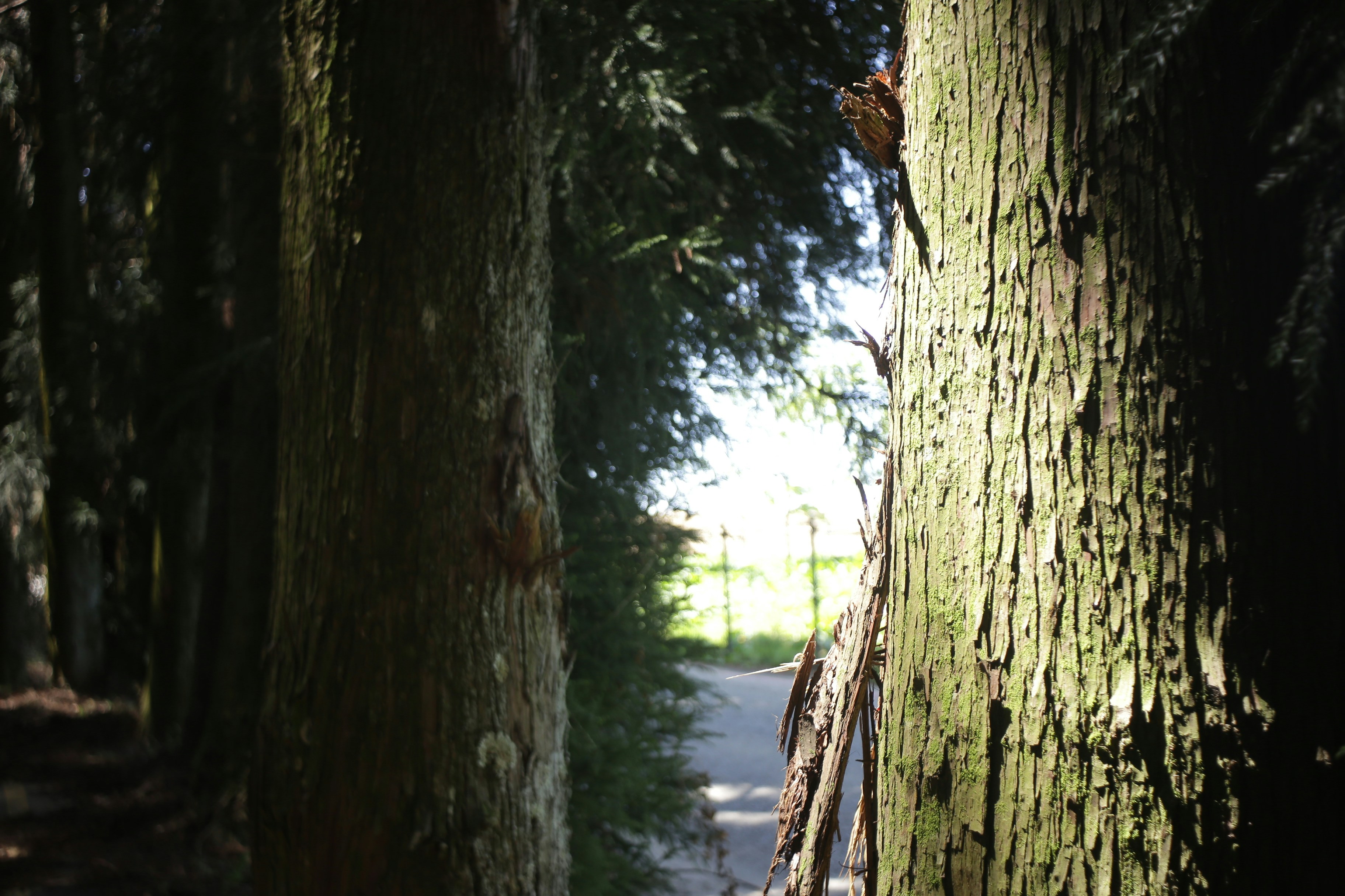 Sunlit trunk in a shaded forest corridor