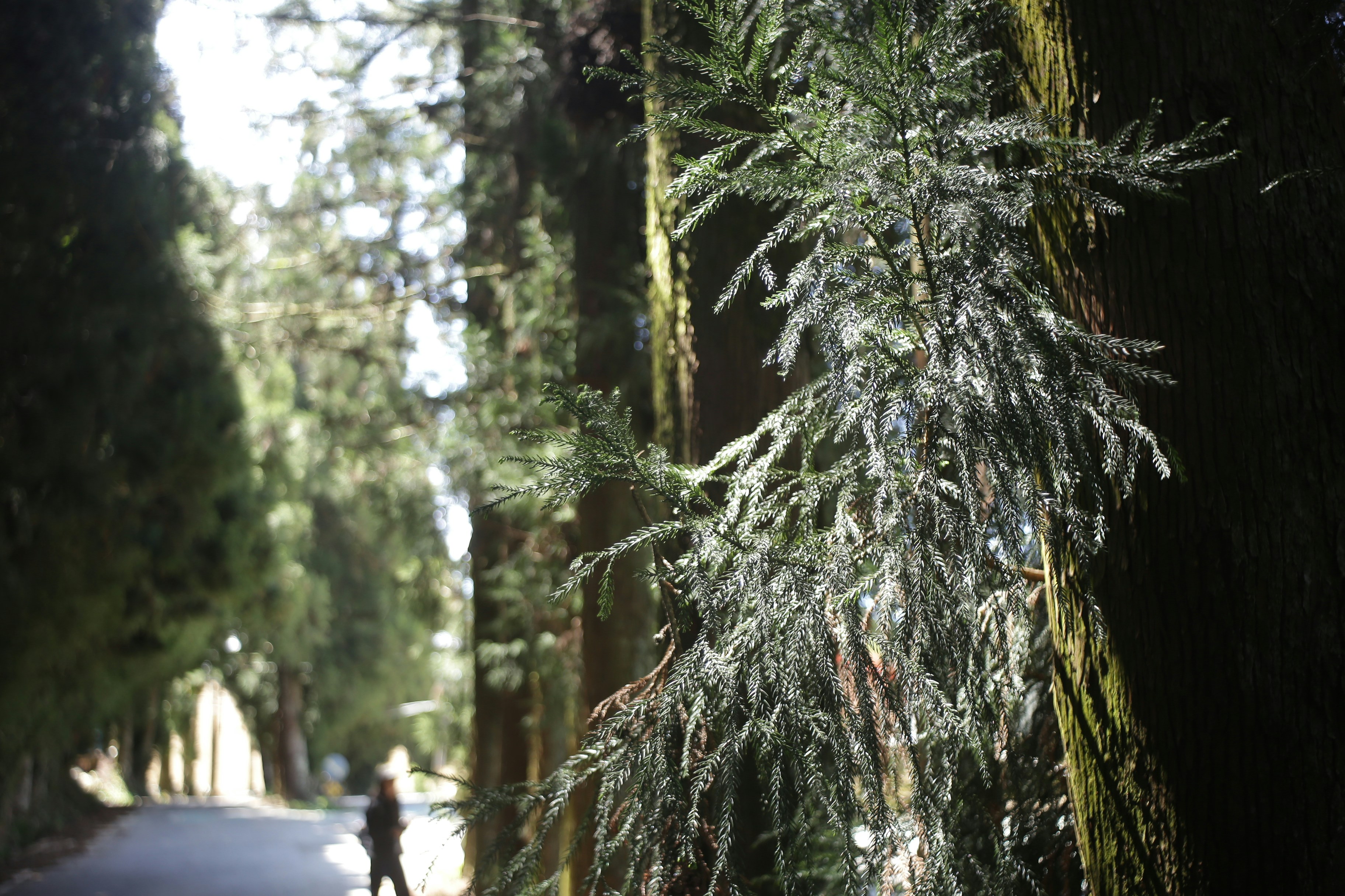 Sunlit Cedar Veil along a Quiet Path