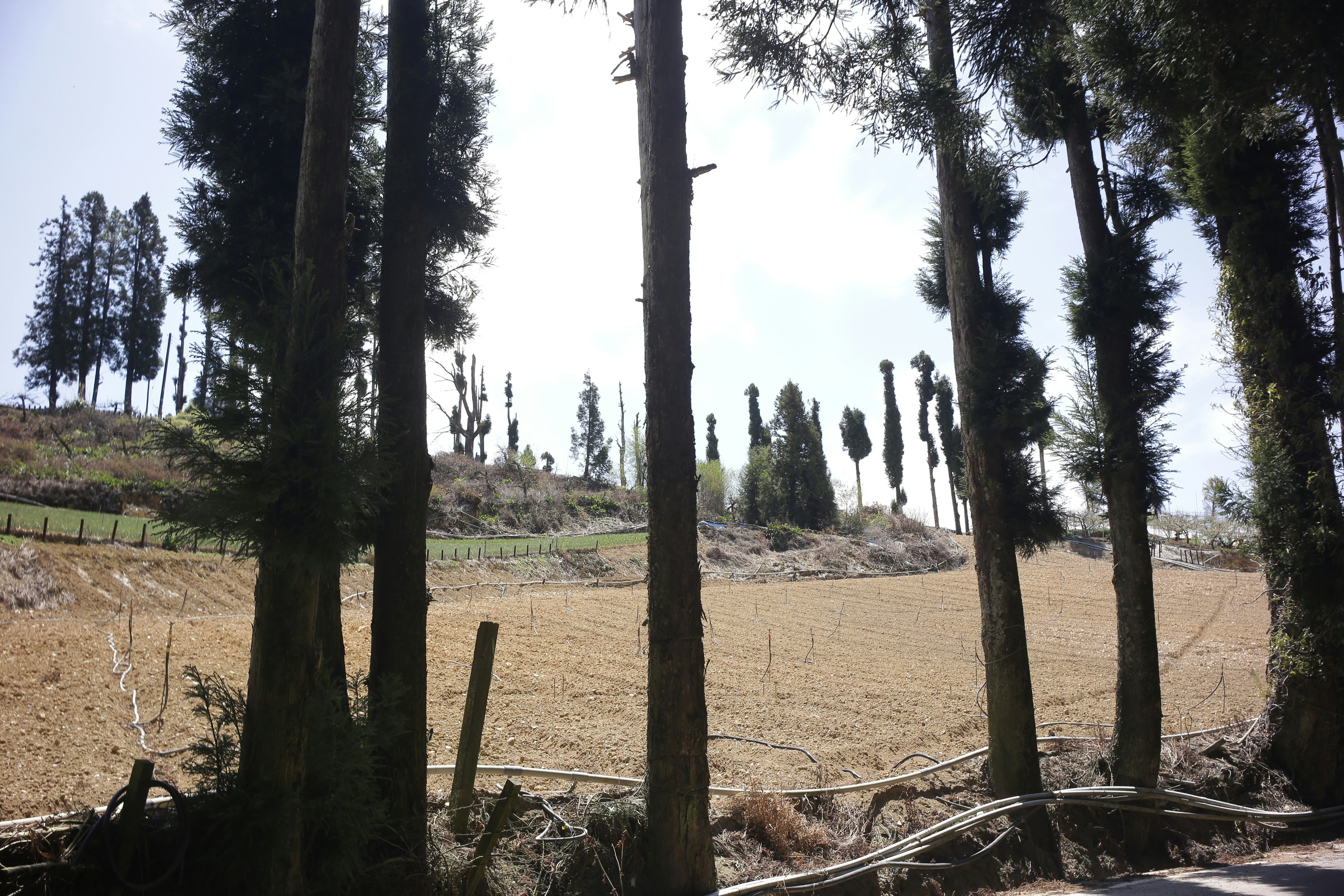 Rows of Silent Pines Framing a Sunlit Field