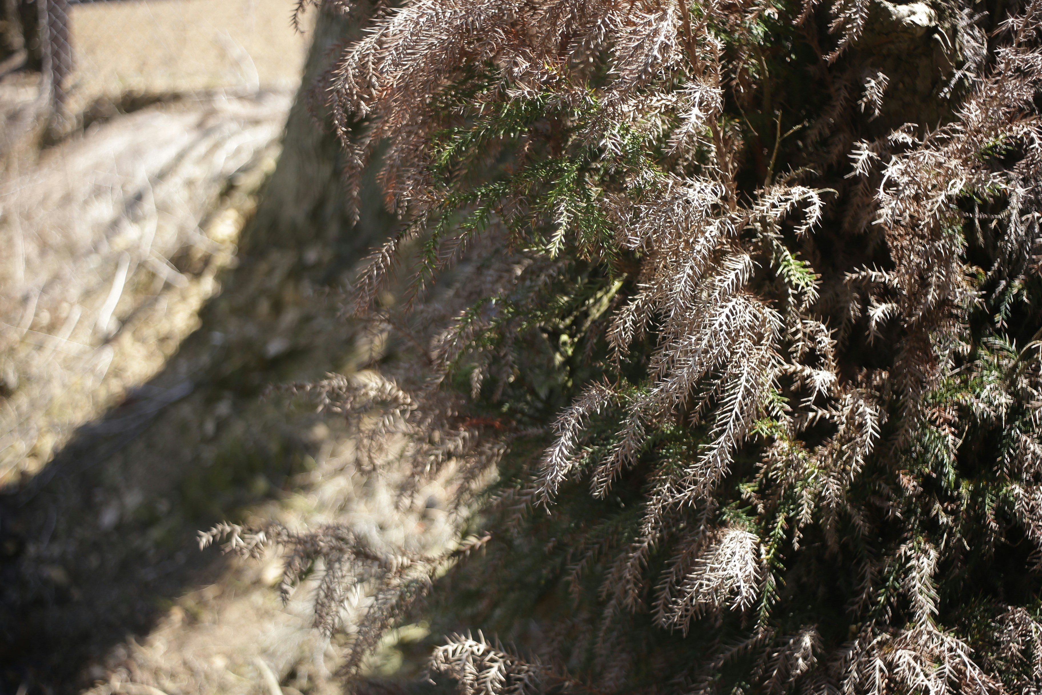 Mottled Ferns Adorning a Shaded Rock Face