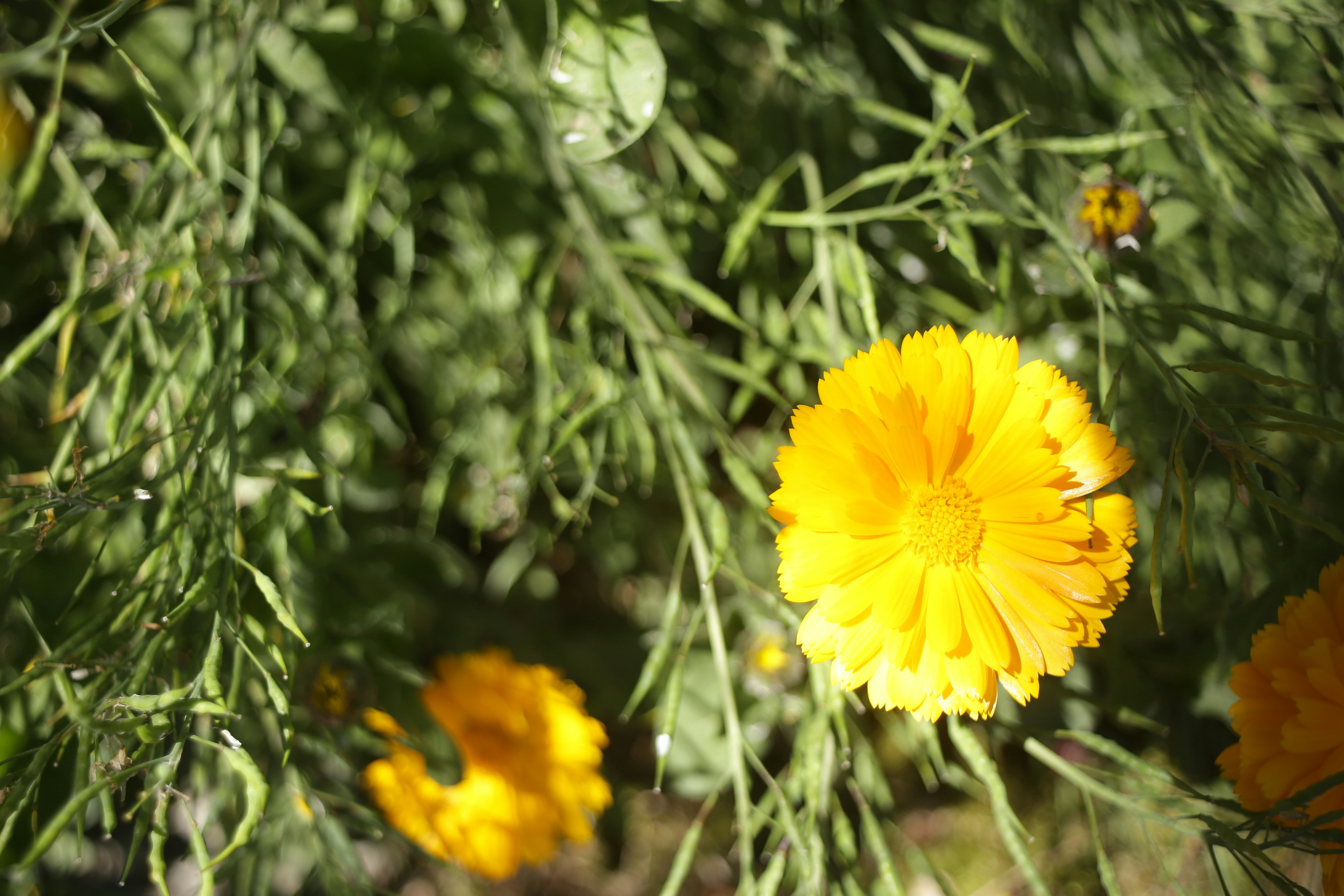 Sunny Marigold Against a Green Tangle