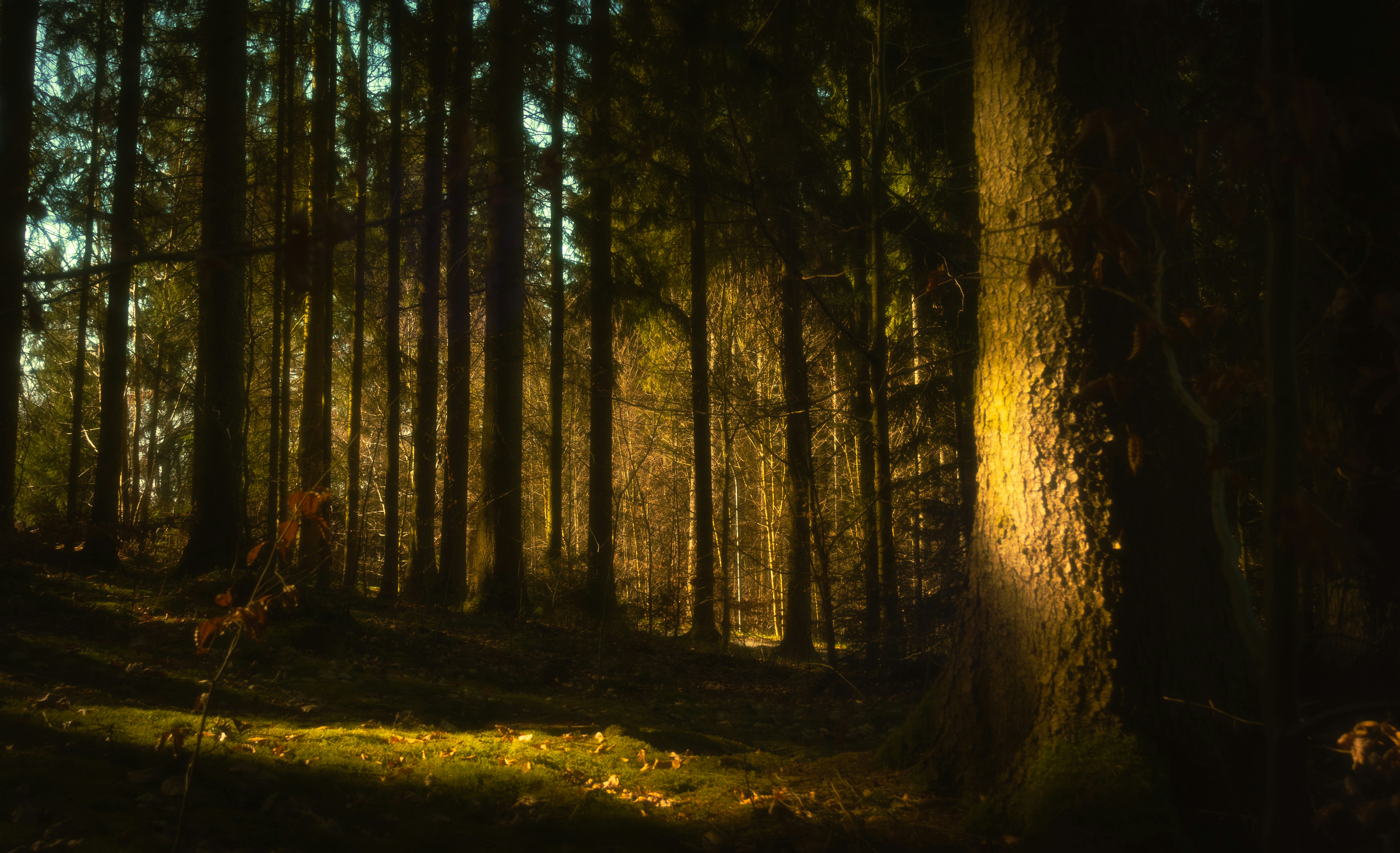 Golden Beam Through the Pines