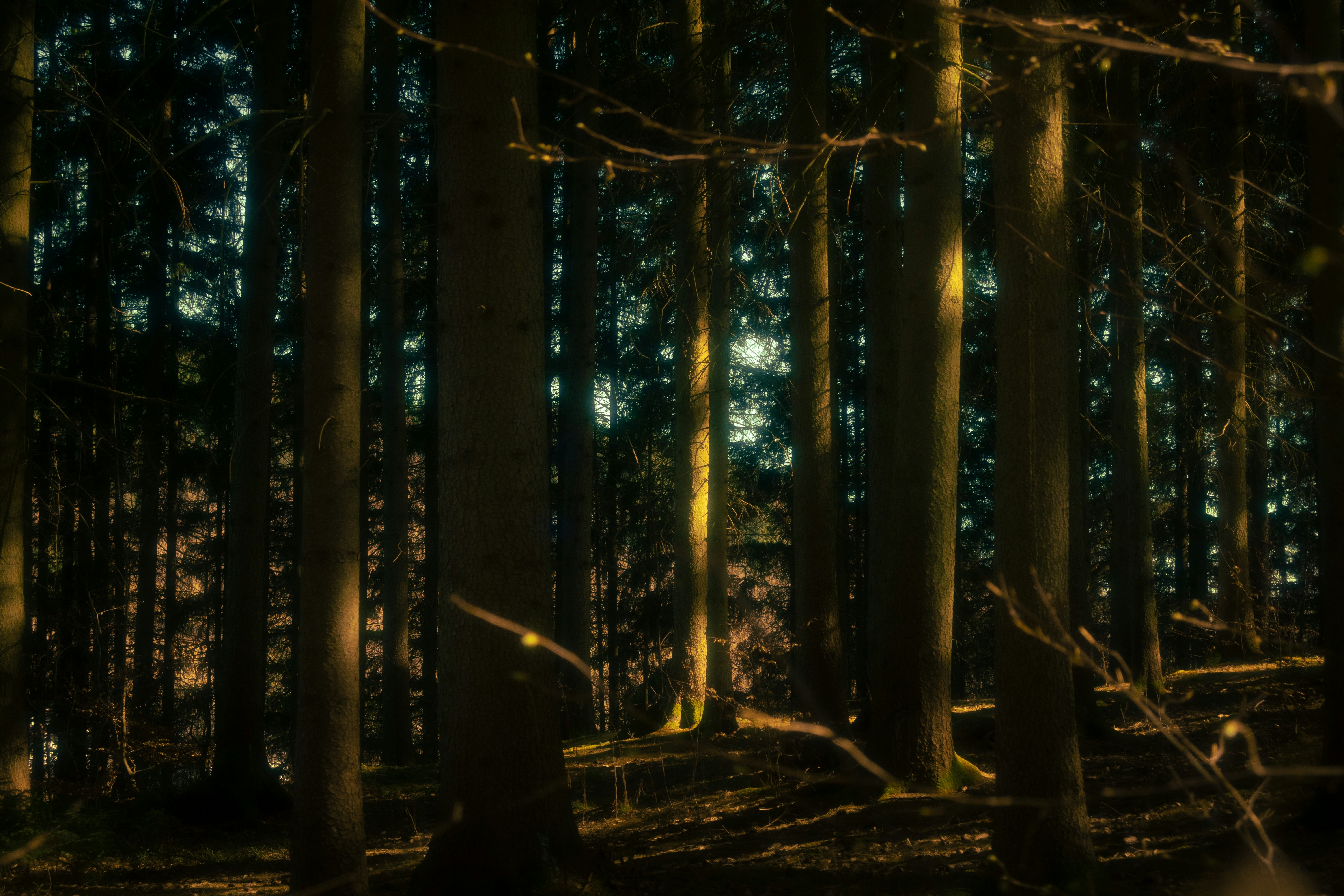 Sunlit Interlude Through a Spine of Pines