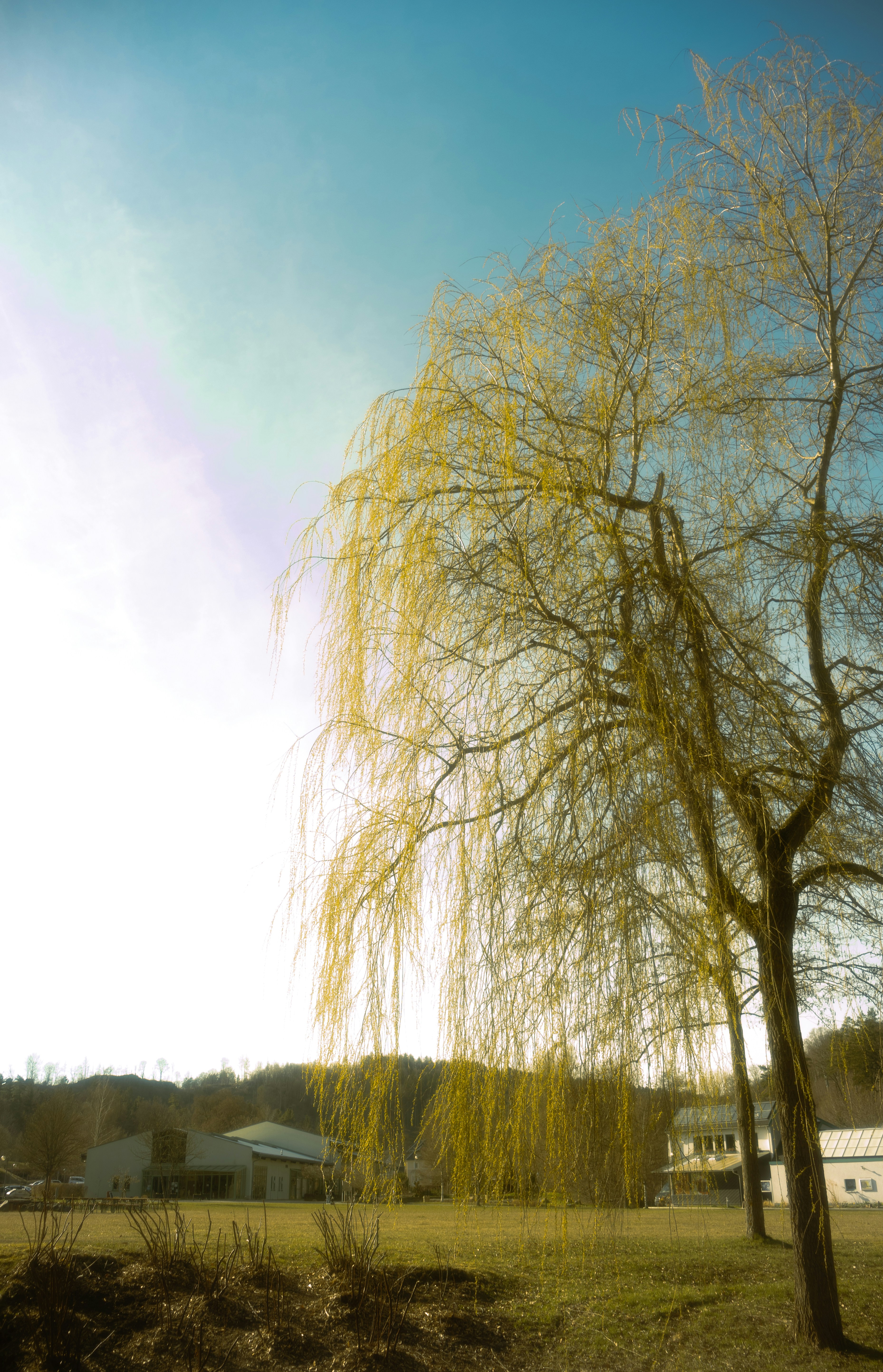 Willow at Dusk: Golden Threads Along a Quiet Campus Lane