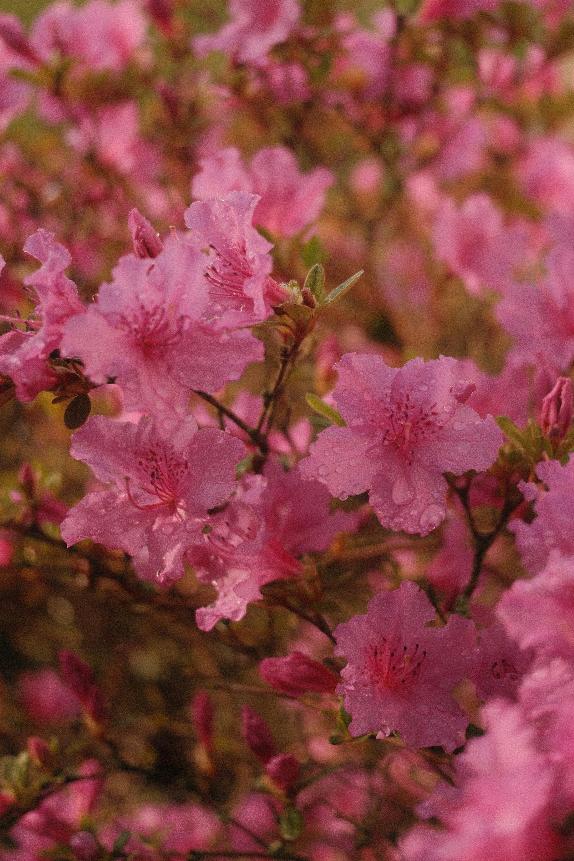 Blush Panorama: A Sea of Pink Azaleas in Soft Morning Light