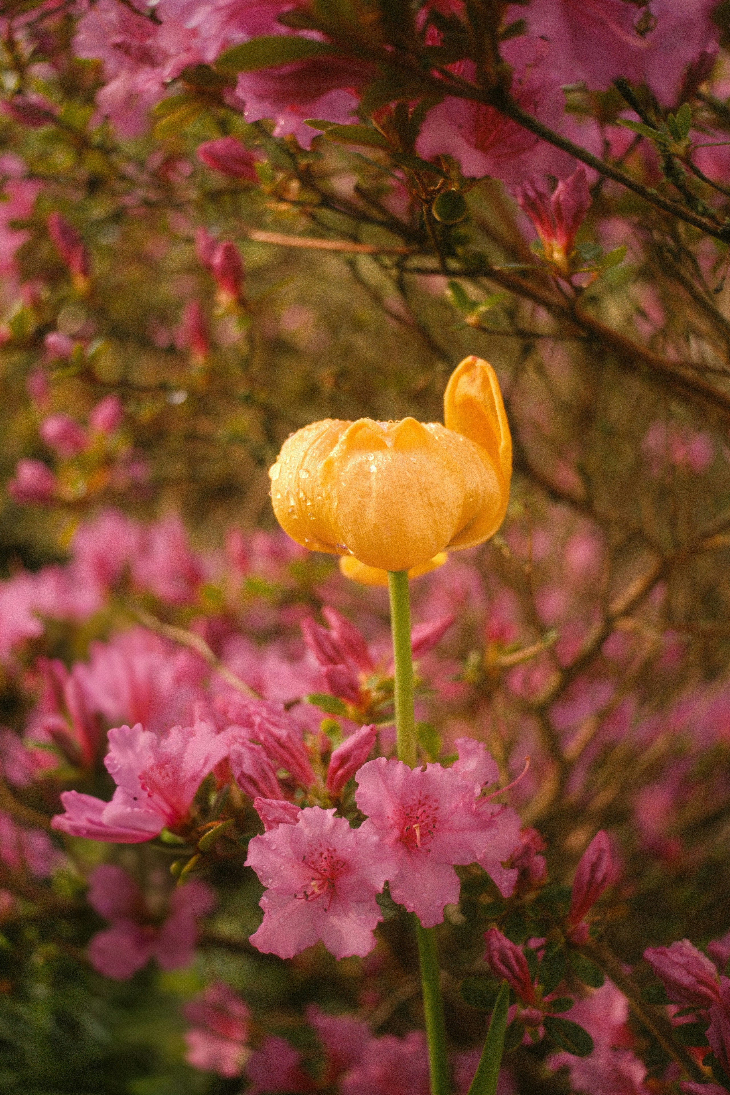 Golden Tulip Amid Pink Bloom – A Portrait of Spring in Soft Focus
