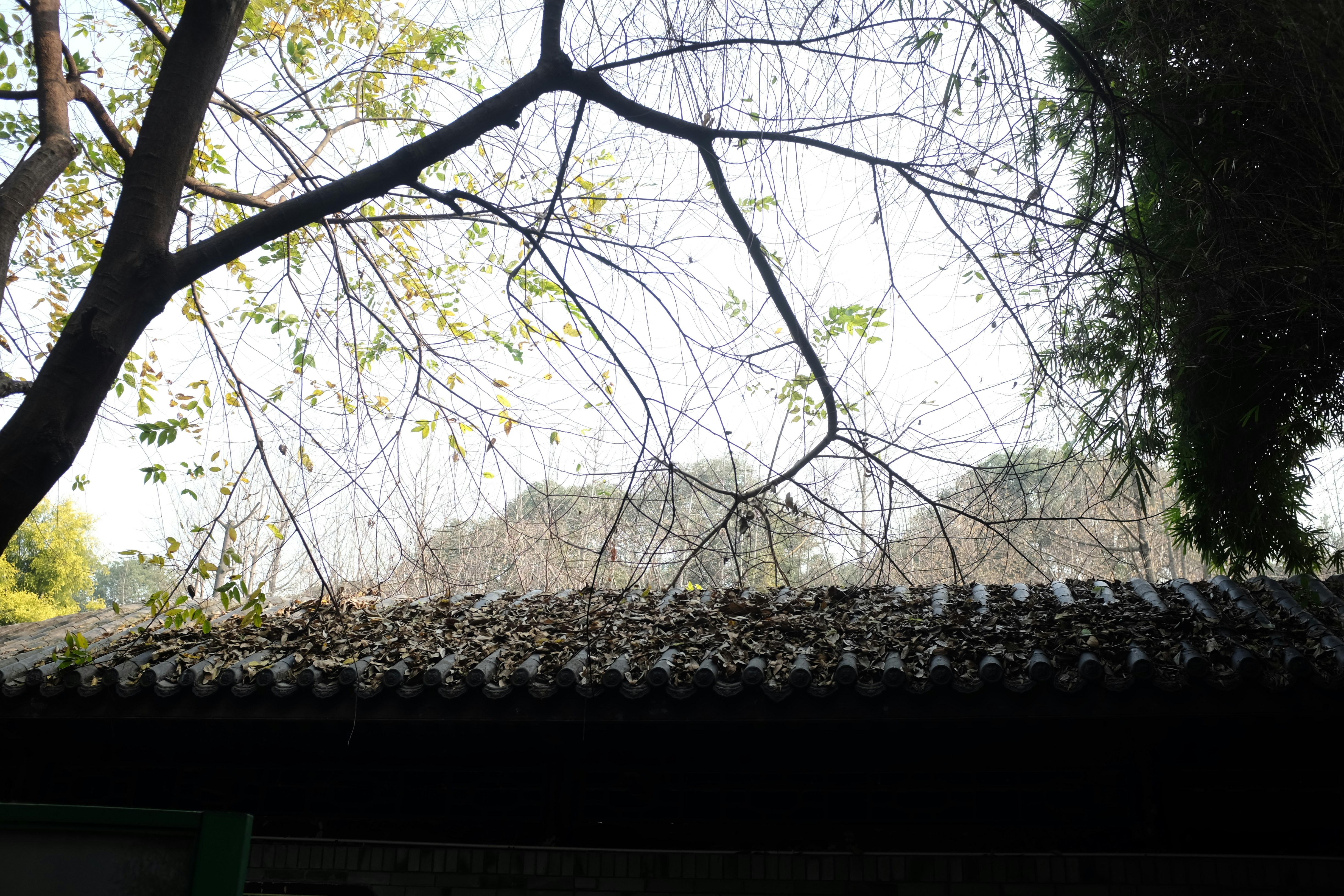 Branches Whisper Over a Quiet Tile Roof
