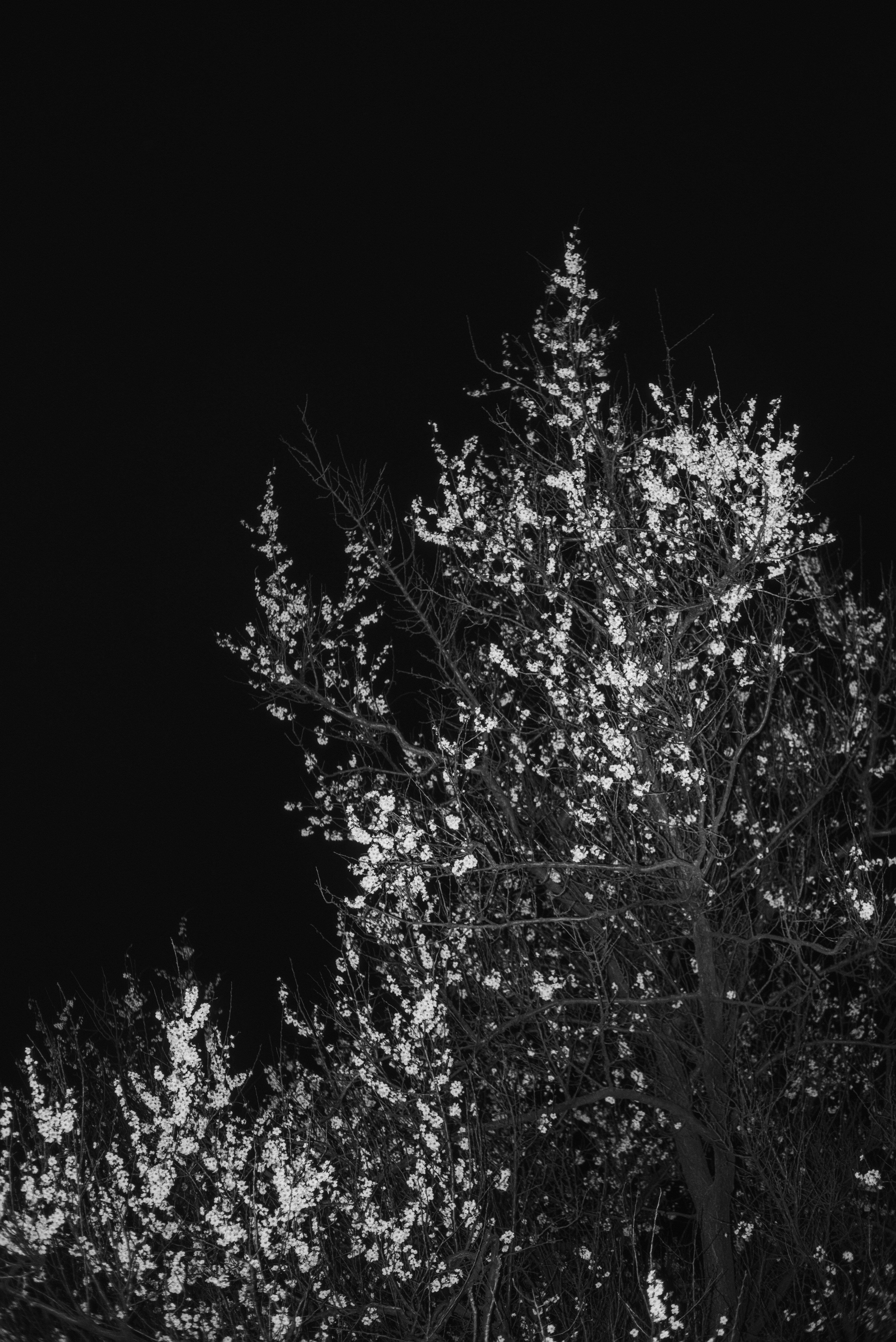 Moonlit Blossoms: A Night Portrait of a Flowering Tree
