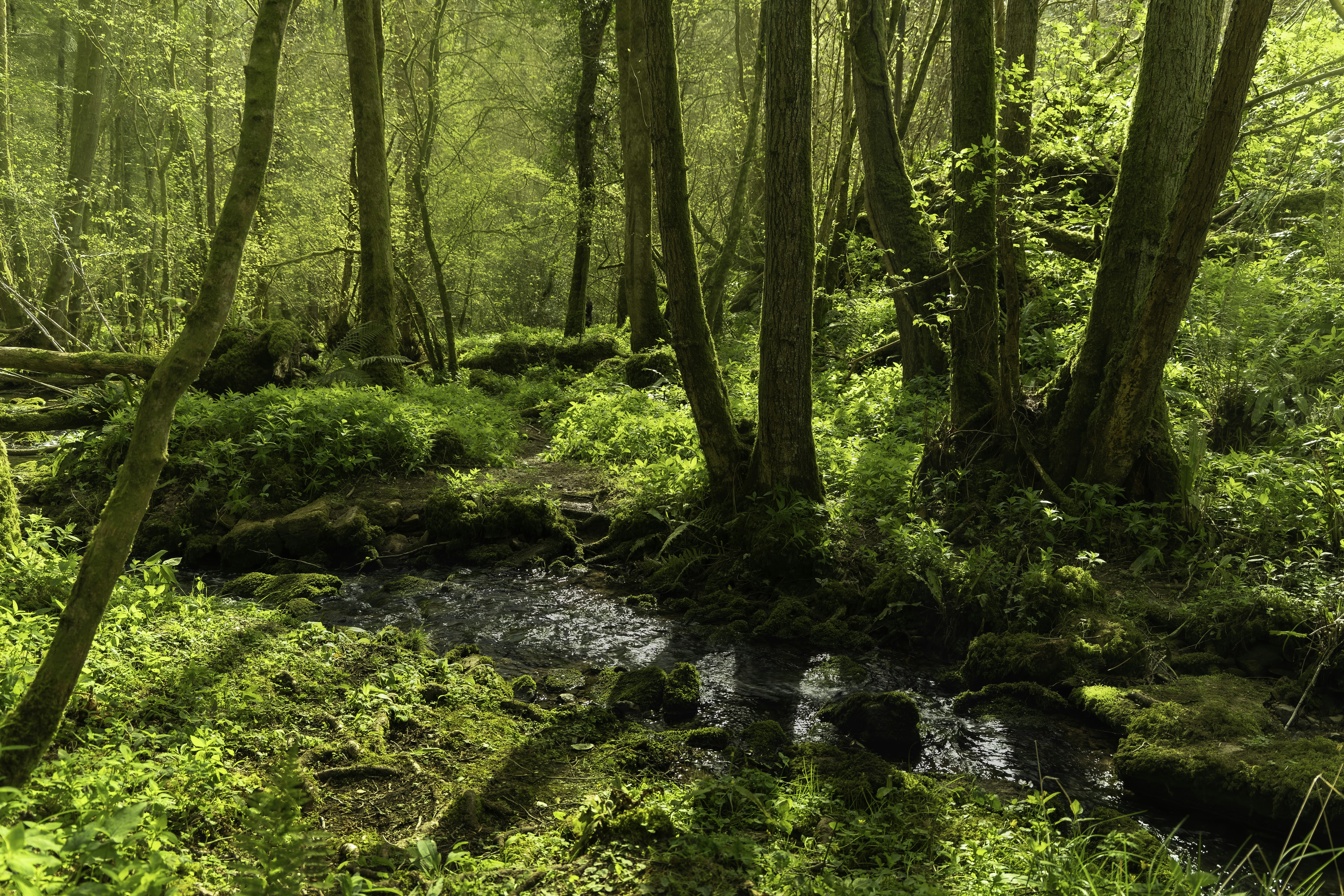 Sunlit Stream Through a Quiet Green Forest