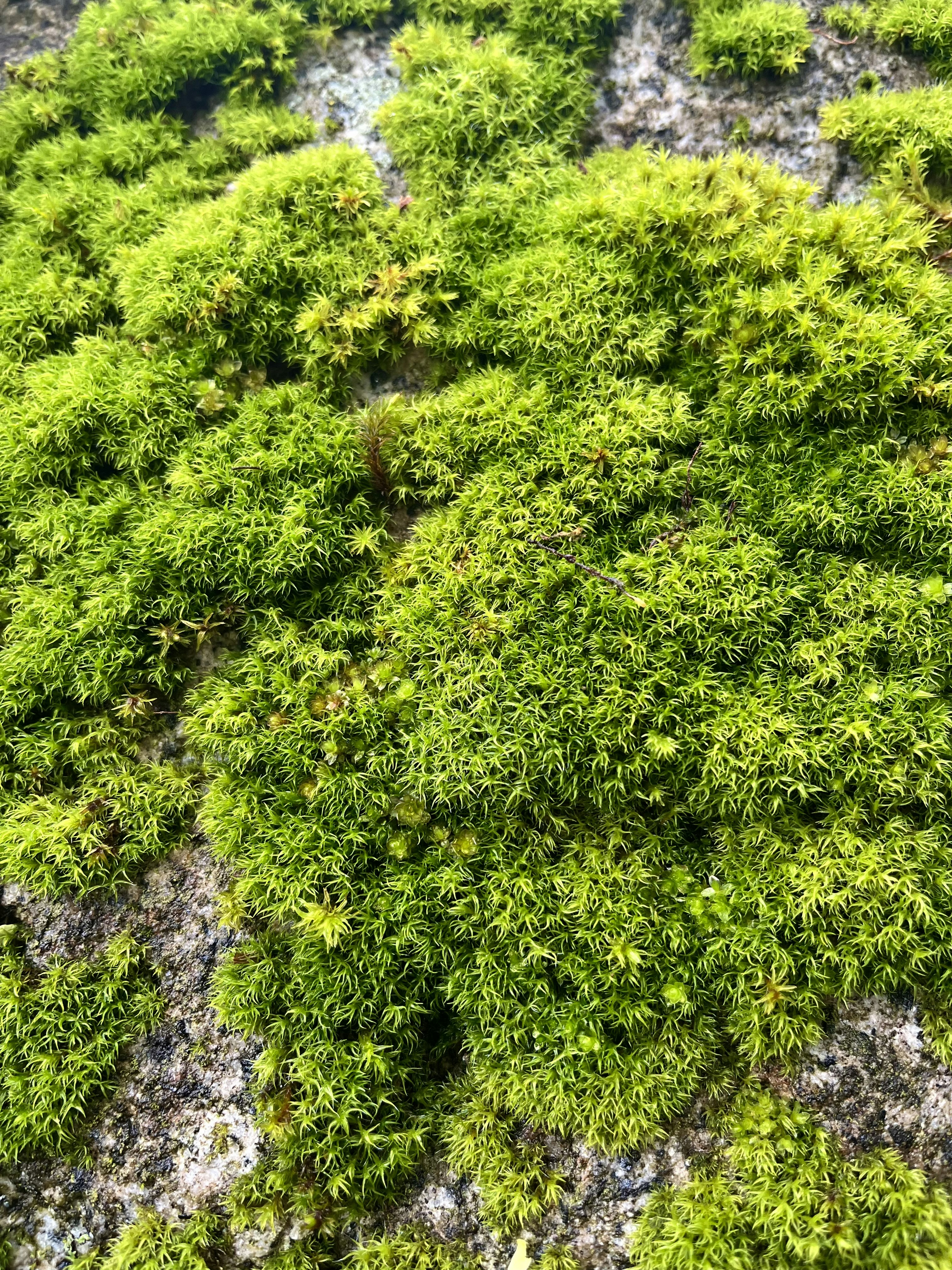 Close-up of Moss on Weathered Stone: A Vivid Tapestry of Green Texture