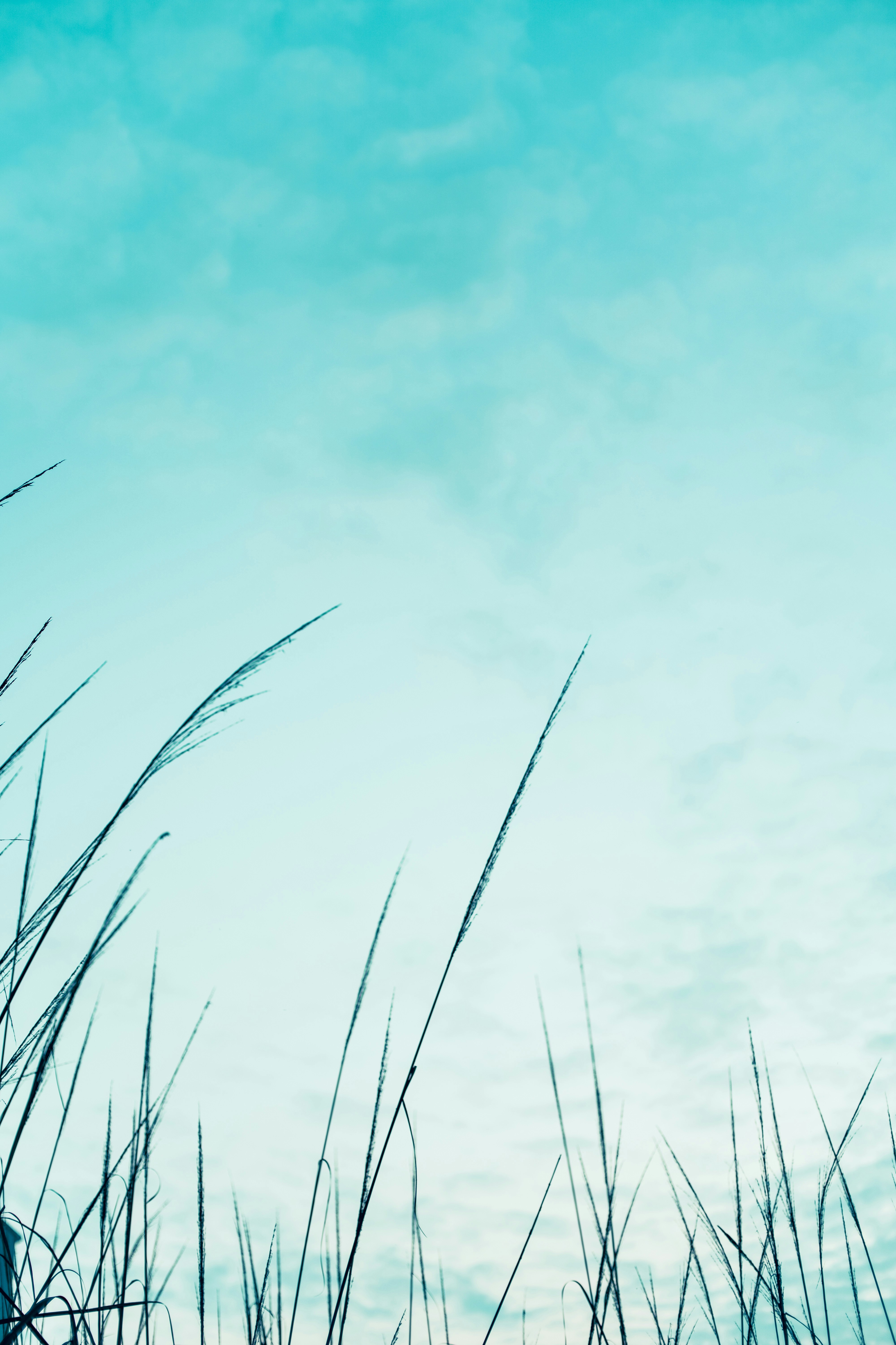 Windswept Grasses Reach for a Cyan Sky