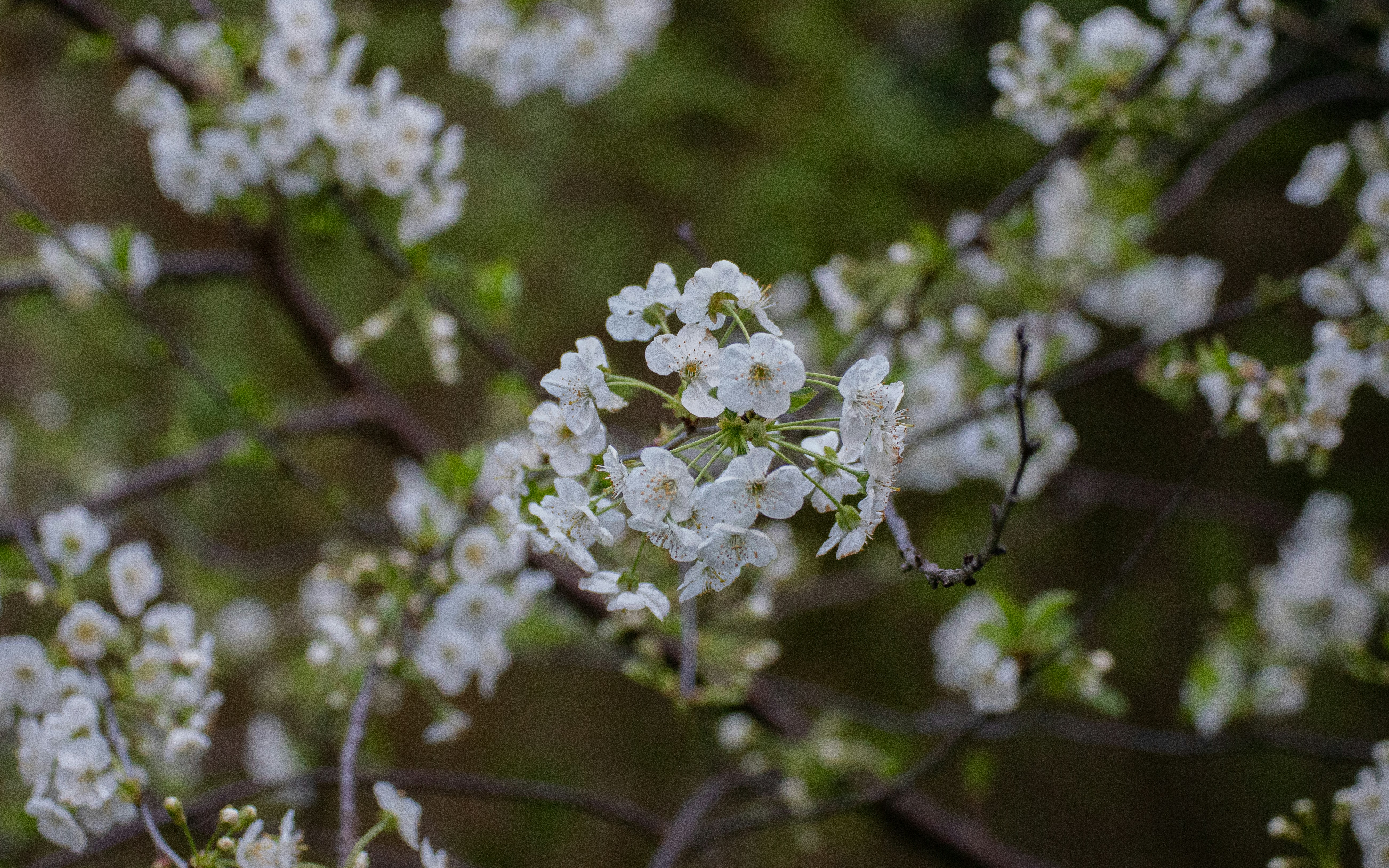 Whispers of Spring: A Cluster of White Blossoms in Soft-focus Greens