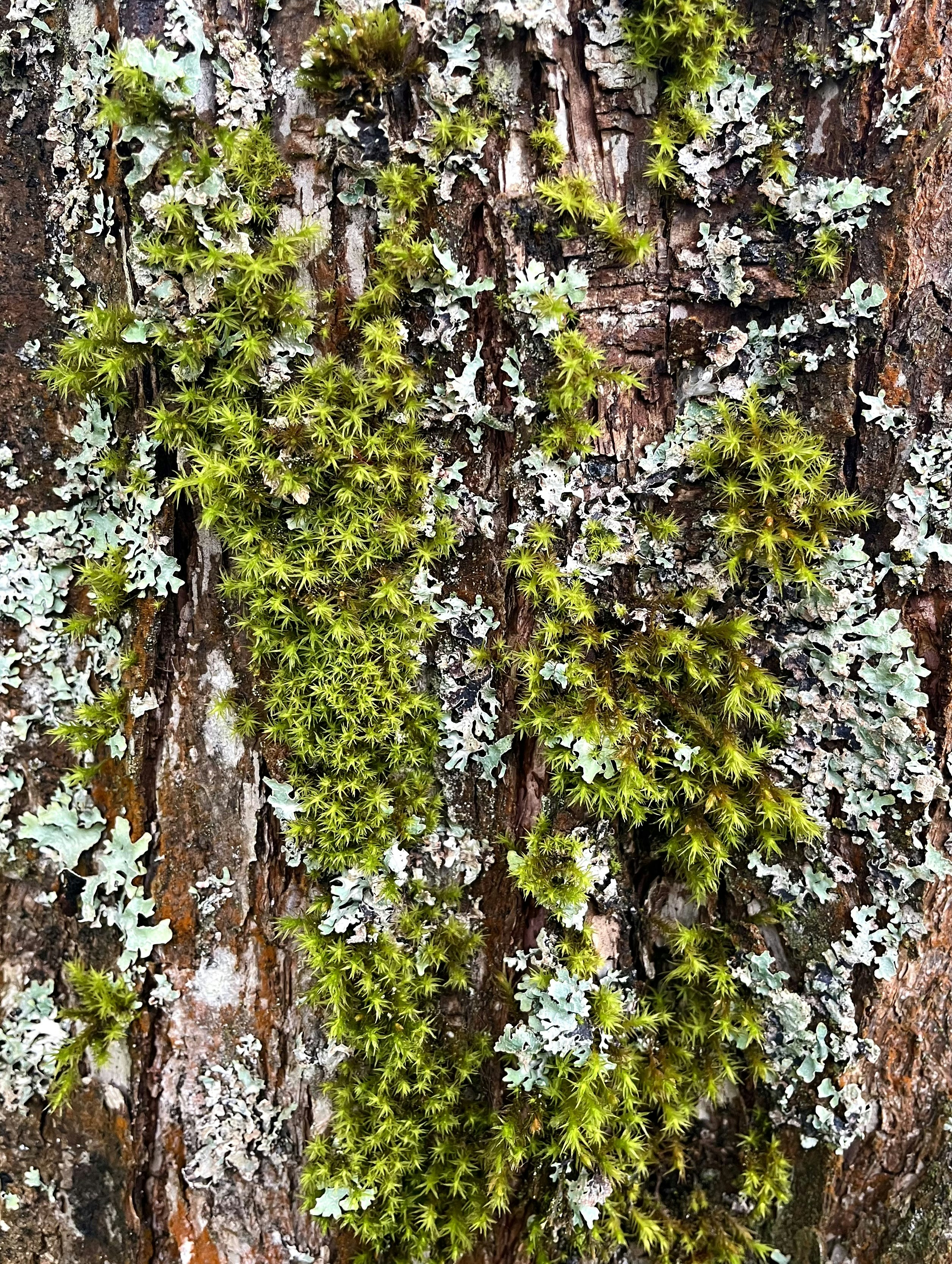 Verdant Moss Veil Clinging to Weathered Bark