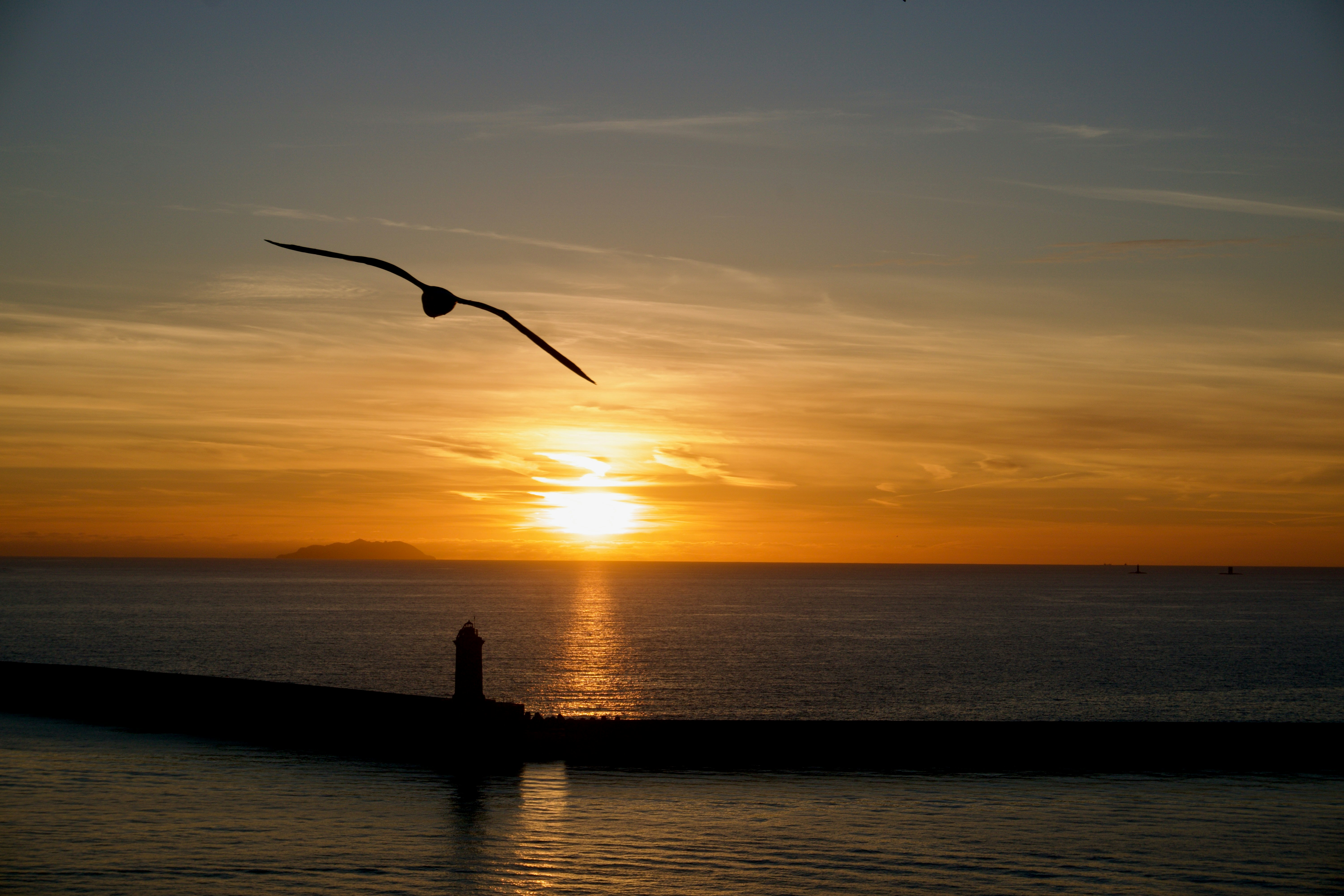 Sunlit Haven: Pier, Horizon, and a Seabird in Dusk