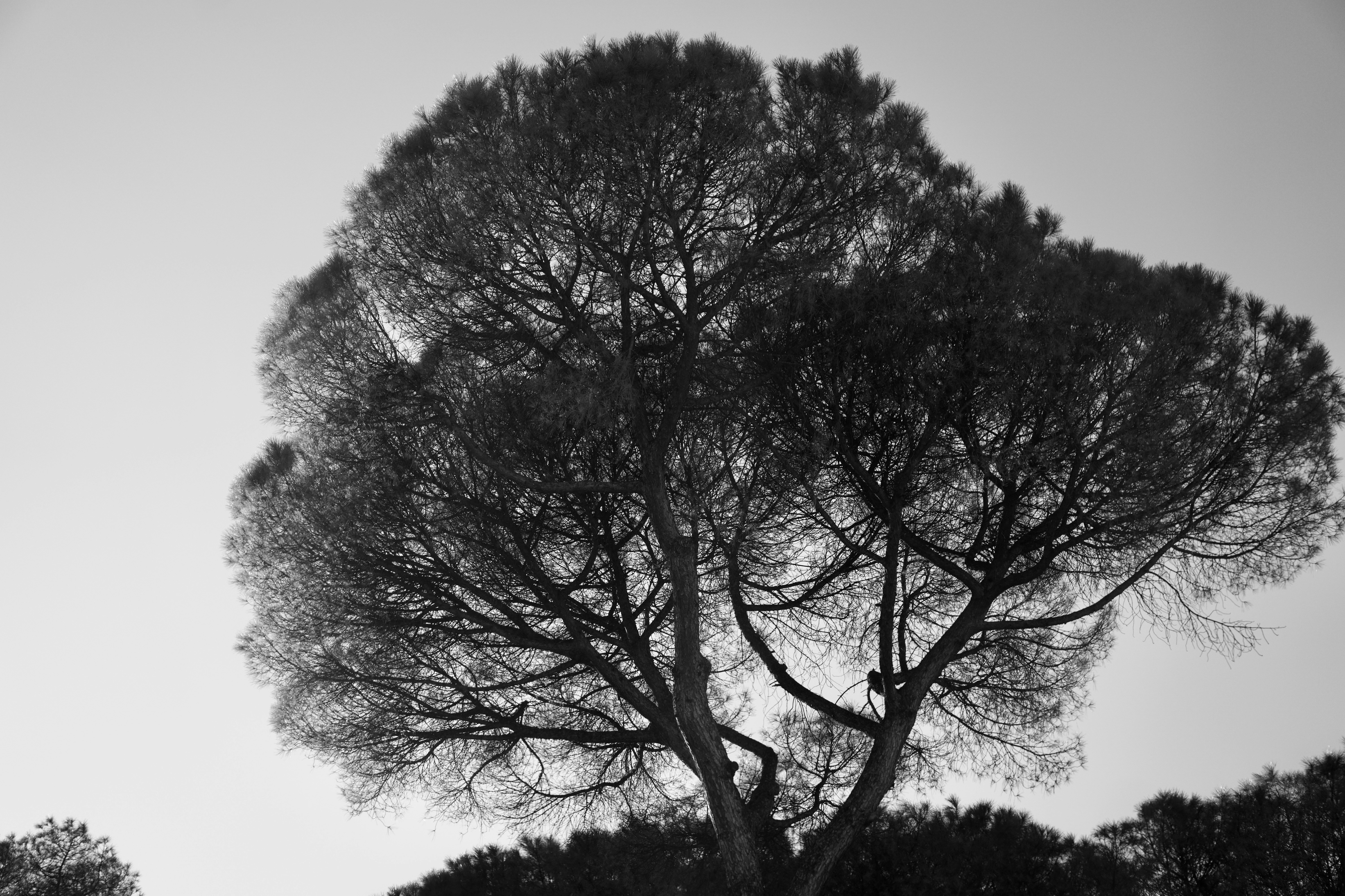 Silhouette Sentinel: A Lone Canopy Reaches Toward the Sky