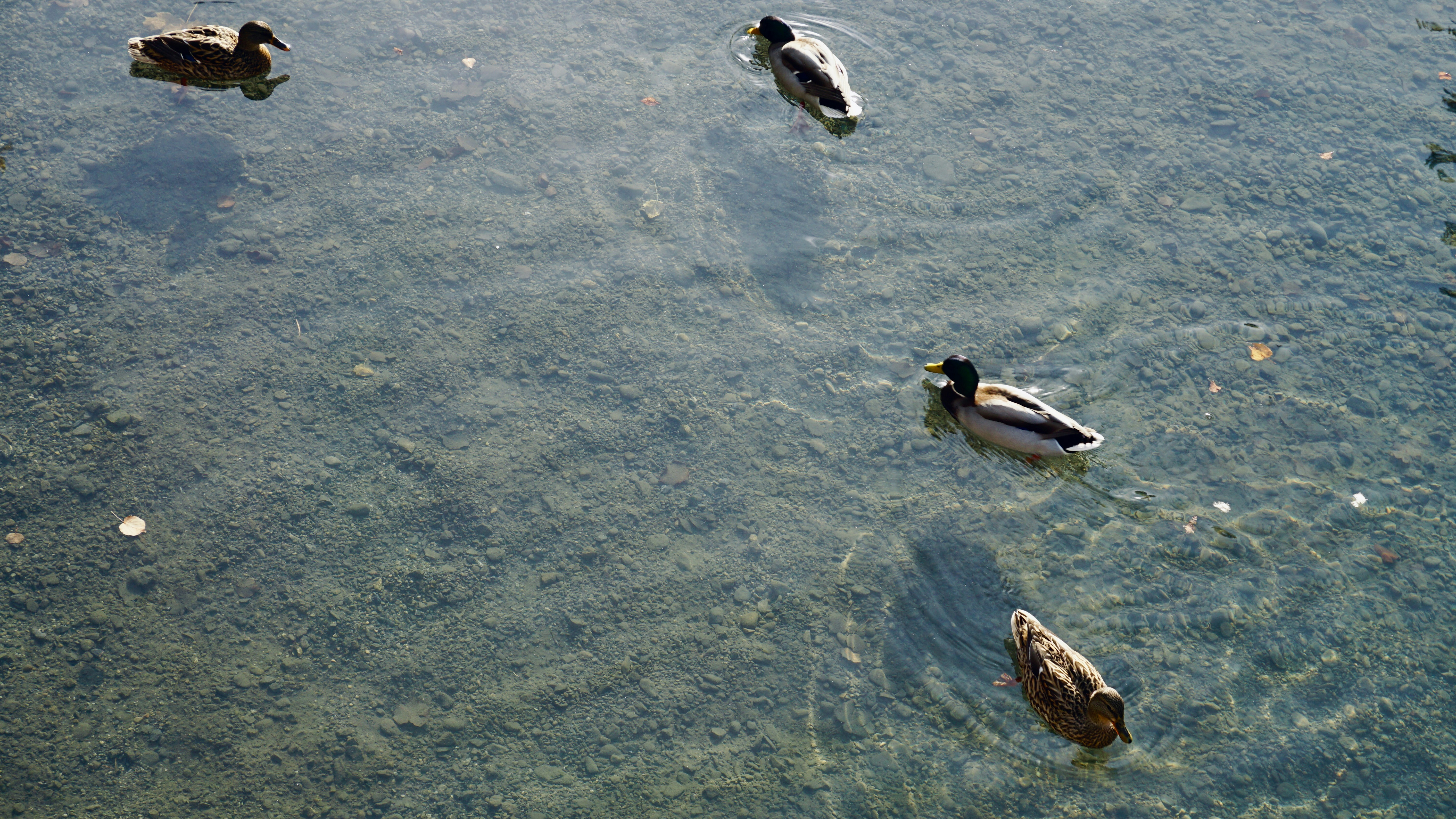 Ducks in a Quiet Lake—A Stippled Dawn of Ripples