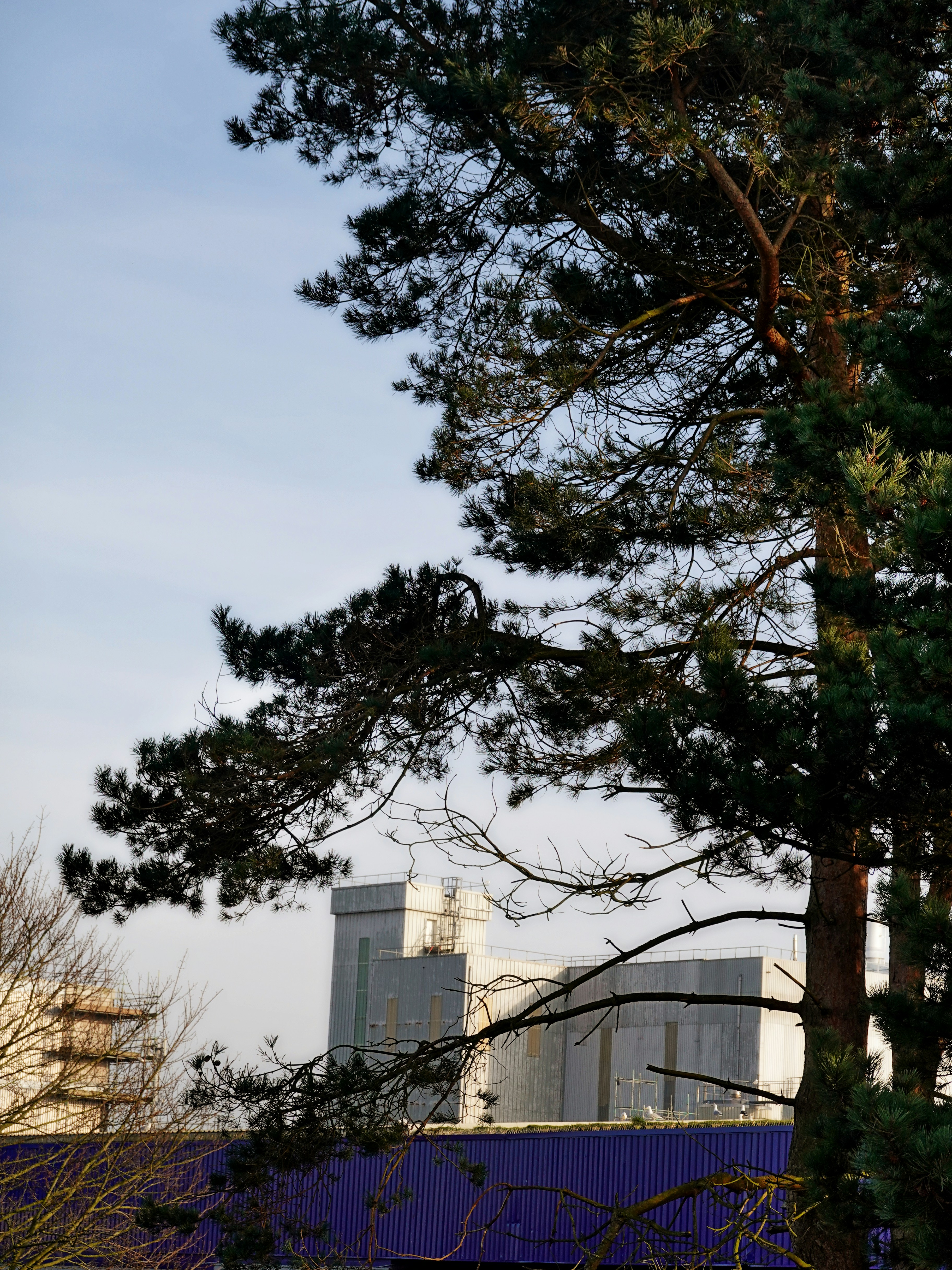 Towering Pine Over Industry: A Quiet Urban Horizon