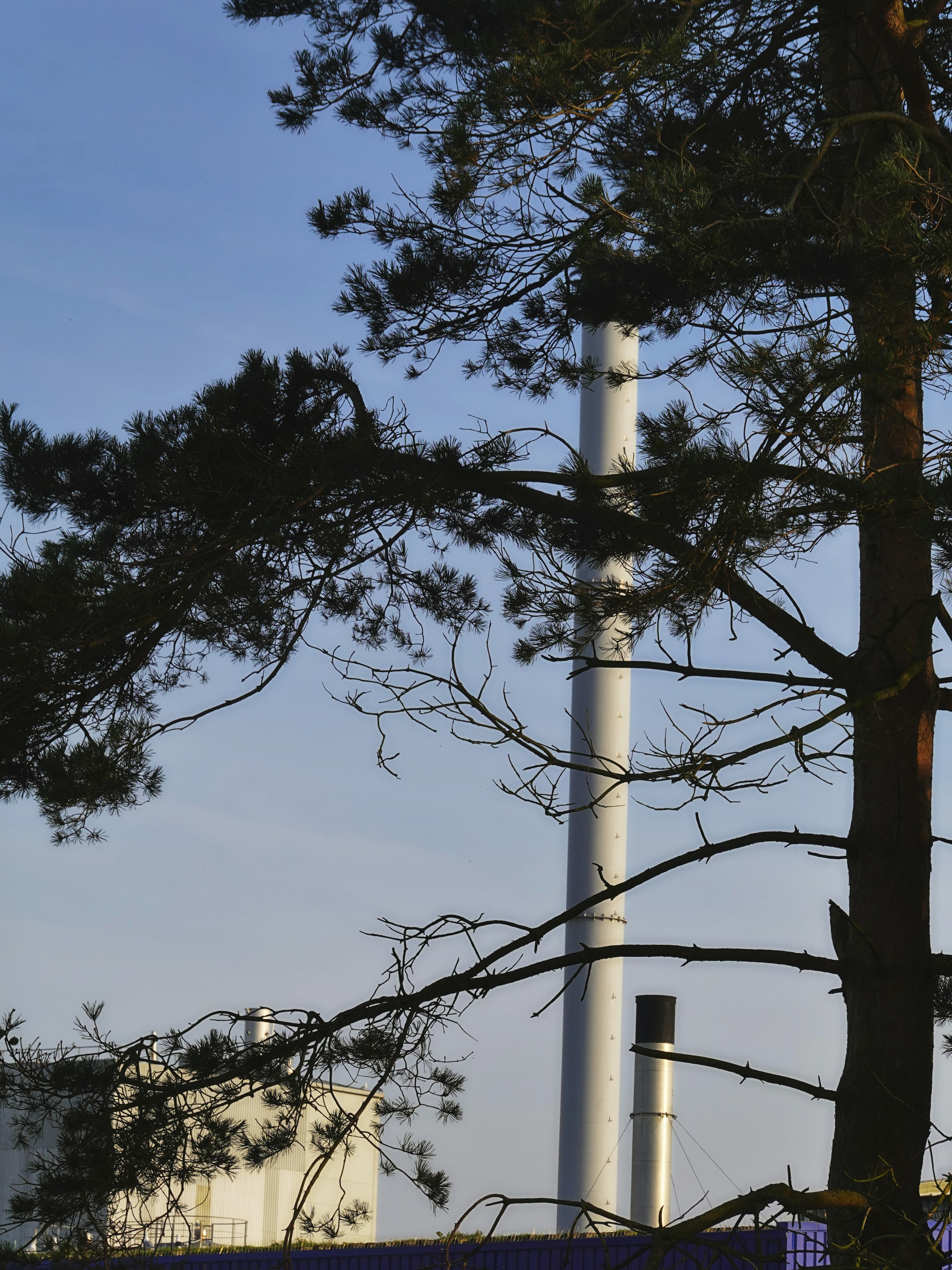 Tower Through the Pines: An industrial chimney rises beside skeletal branches