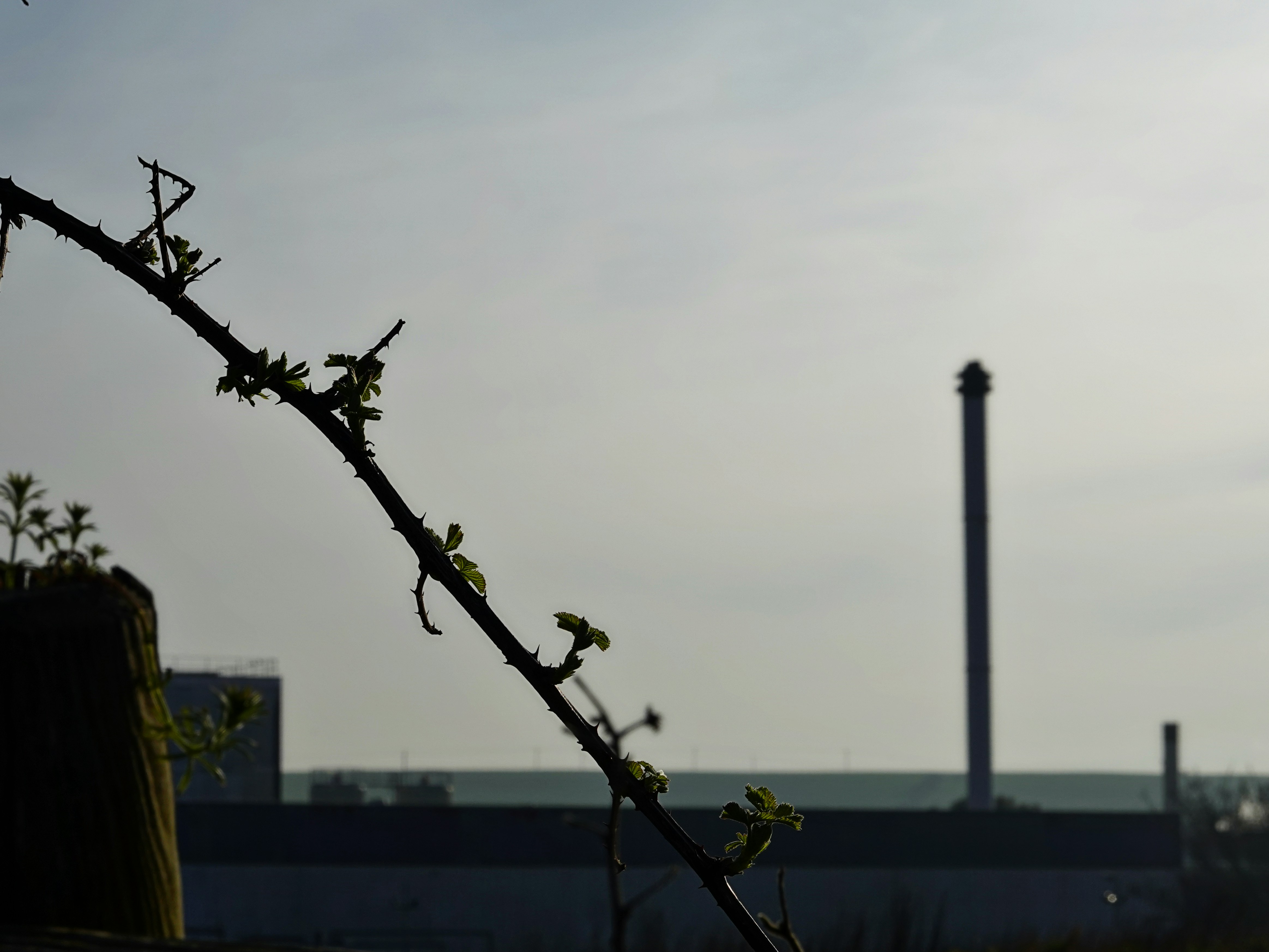 Spring Tendrils Stretch Across an Industrial Horizon