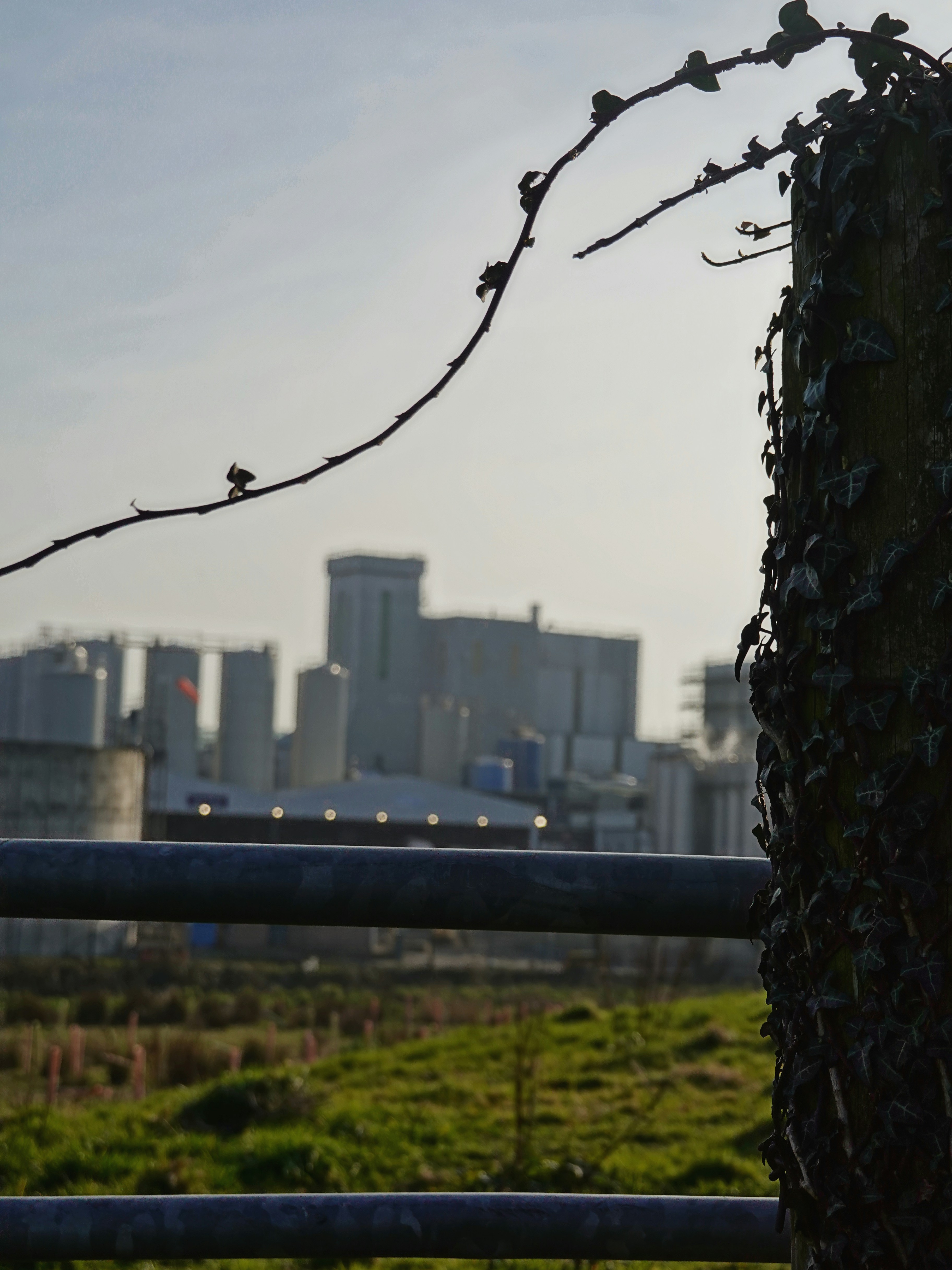 Urban horizon framed by ivy-clad post