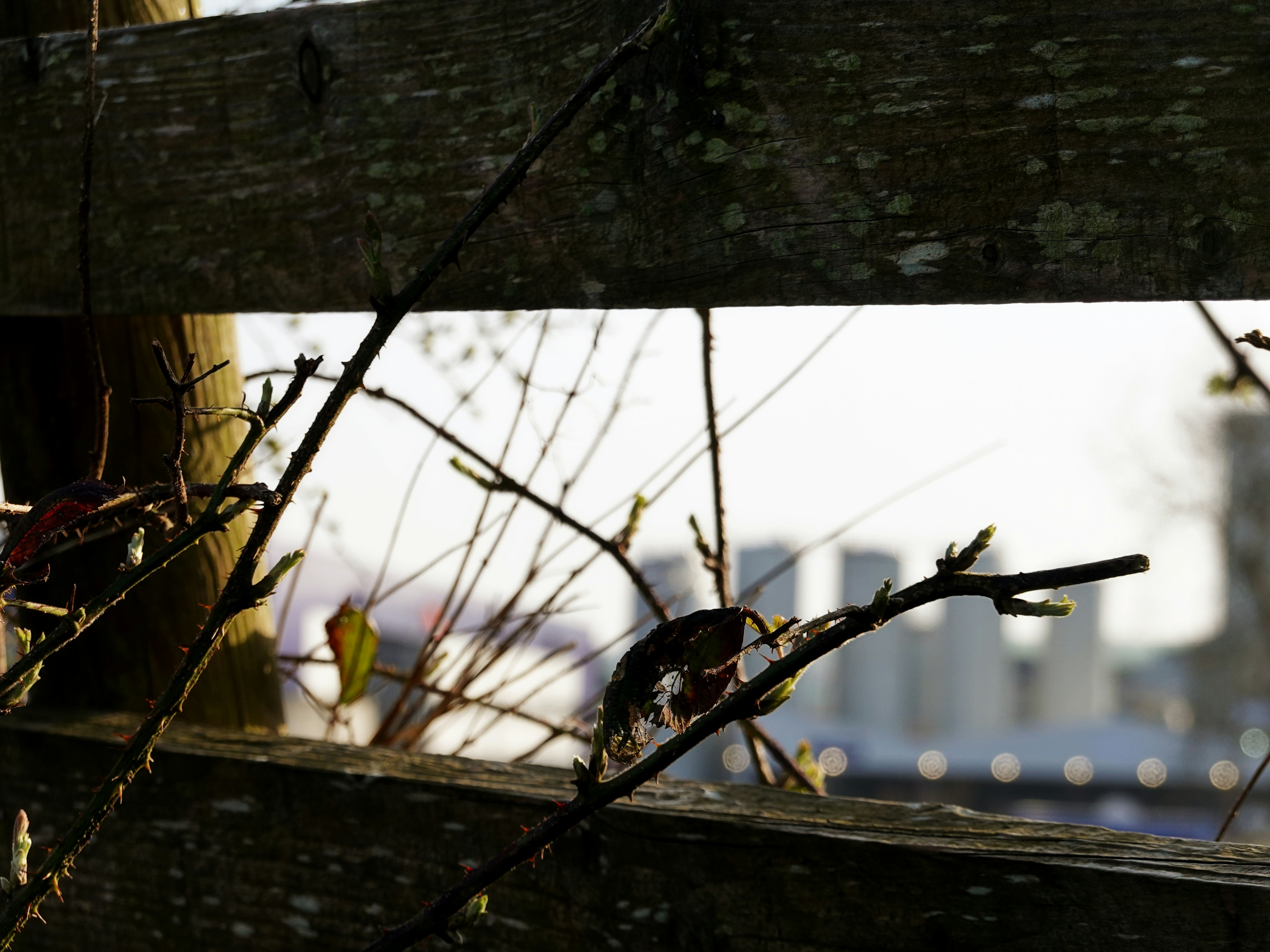Weathered Fence and Twigs: Quiet Urban Yearning