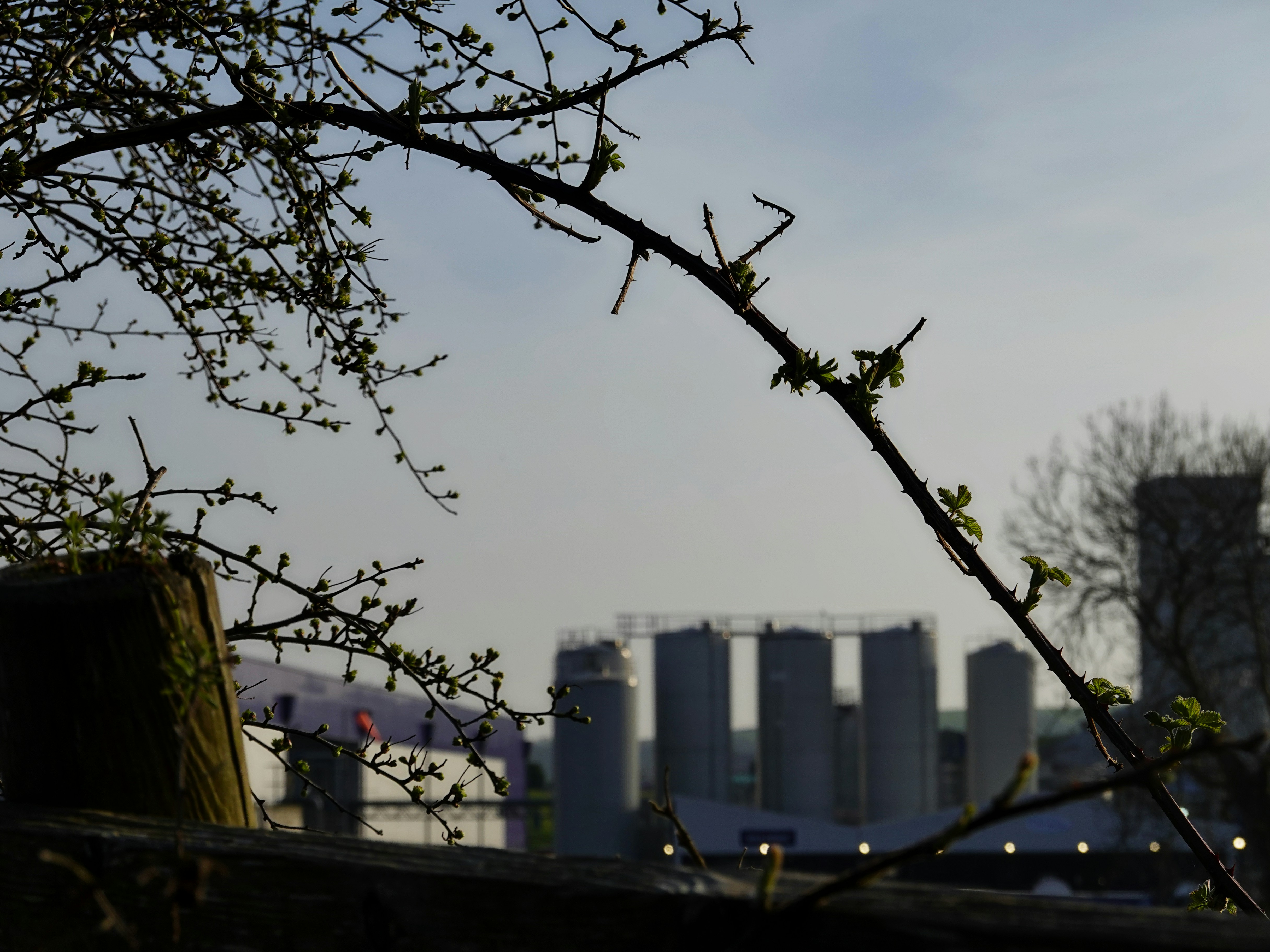 Branching Overlook: City Silhouette Framed by Spring Prunes