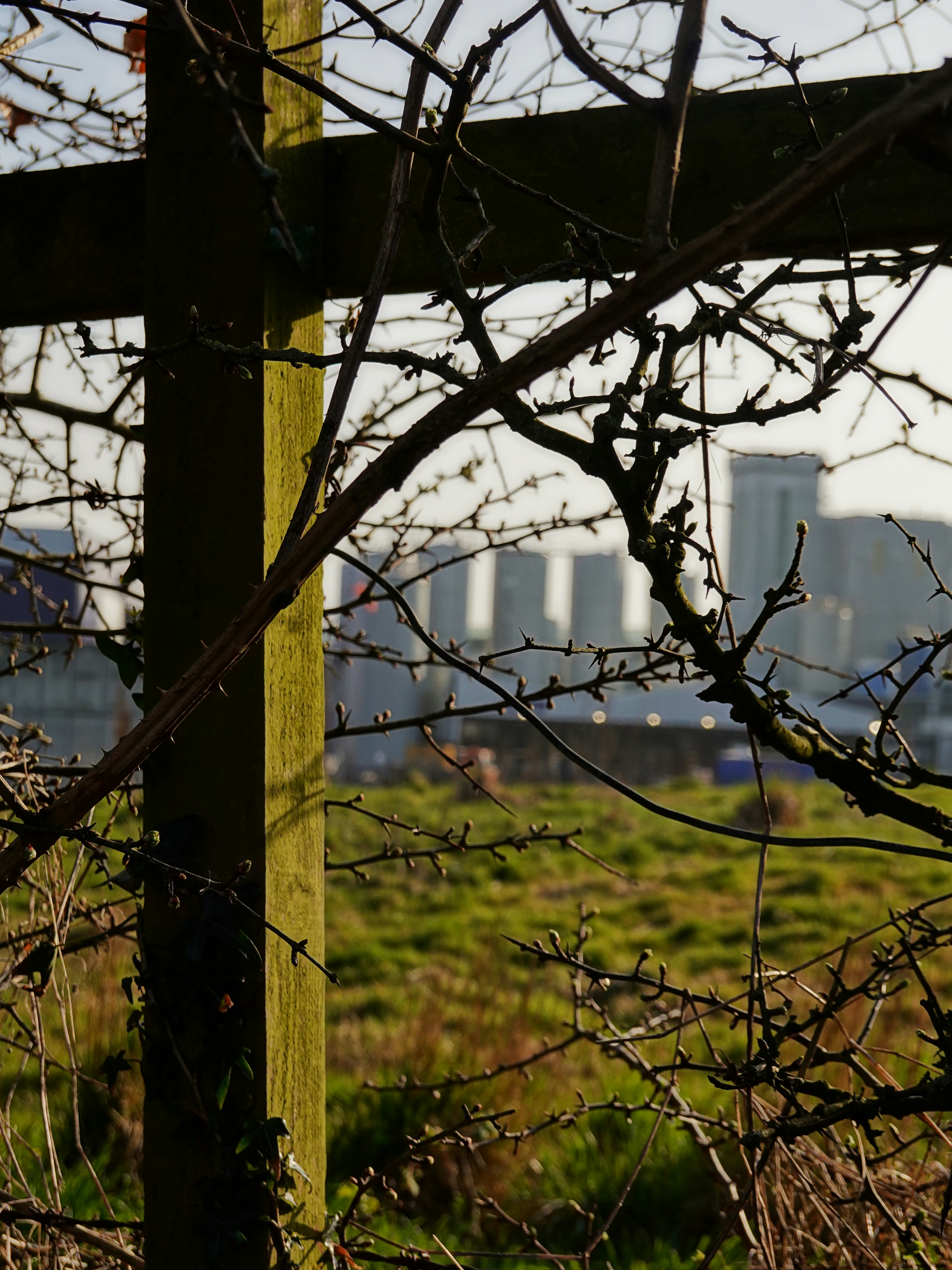 Winter Vines on a Lone Post with Cityscape in the Distance