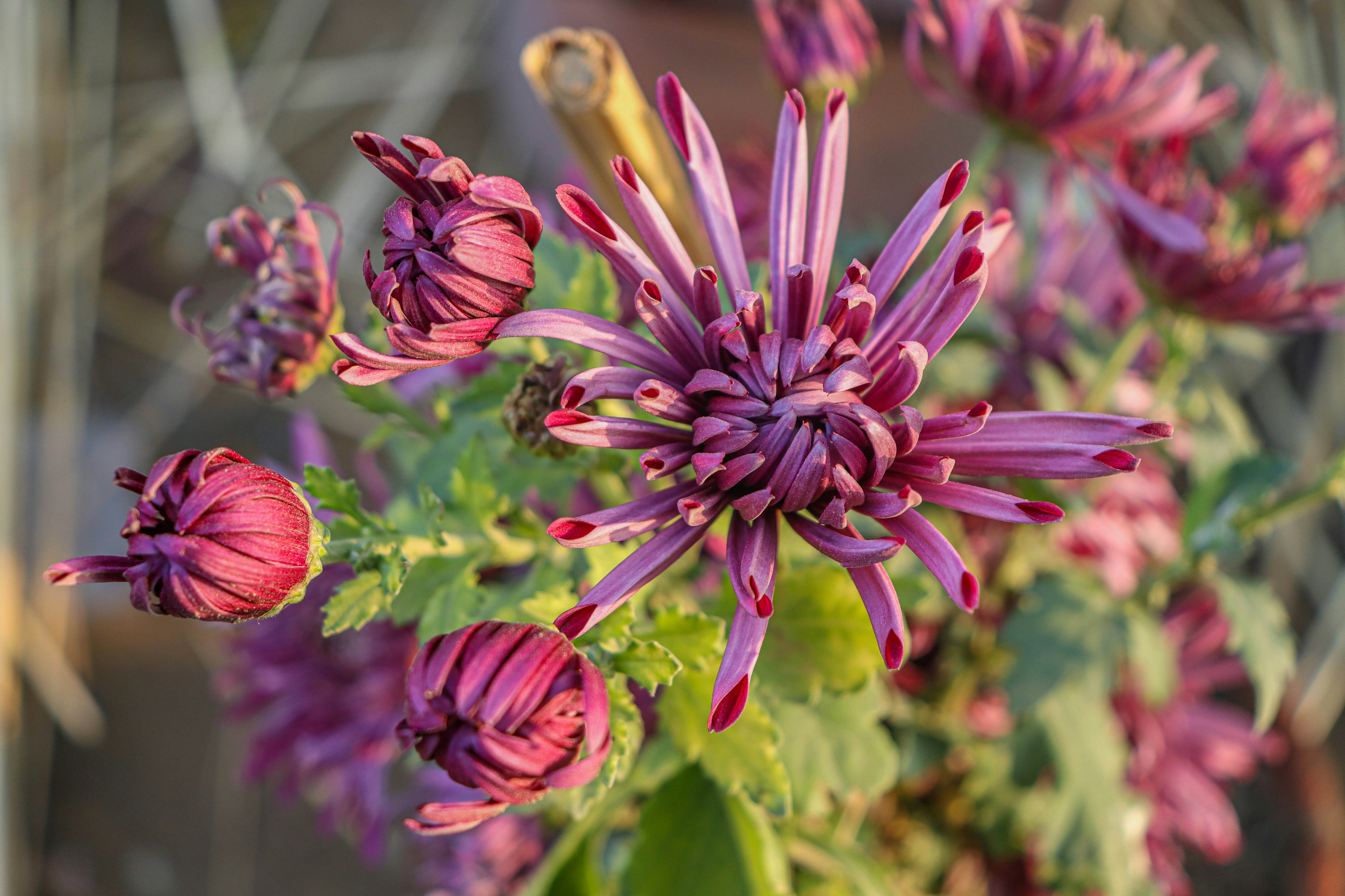Close-up of vivid purple chrysanthemums with petals unfurling, set against soft greens and blurred background.