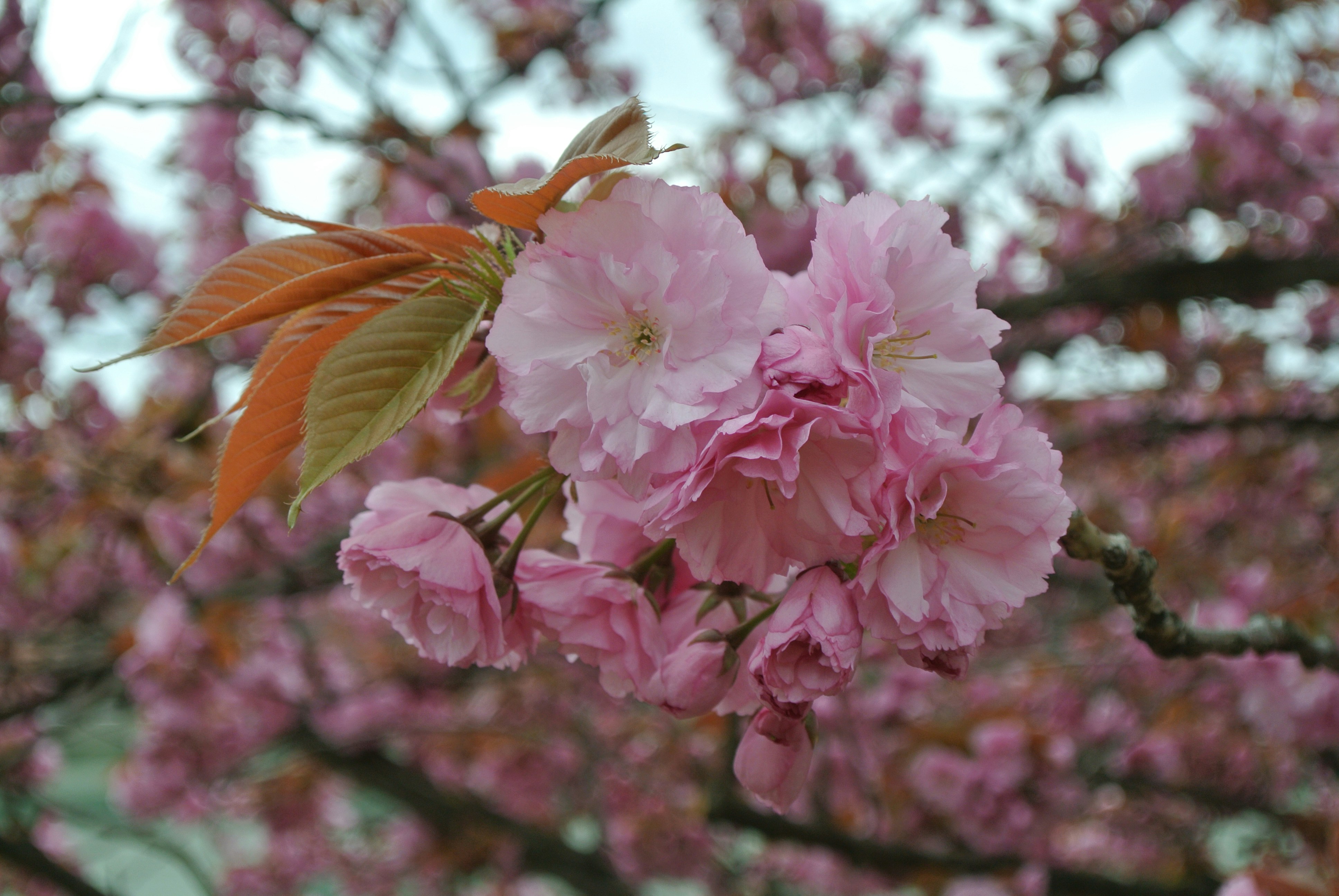 Blooming Pink Cascade: Cherry Blossom in Soft Focus