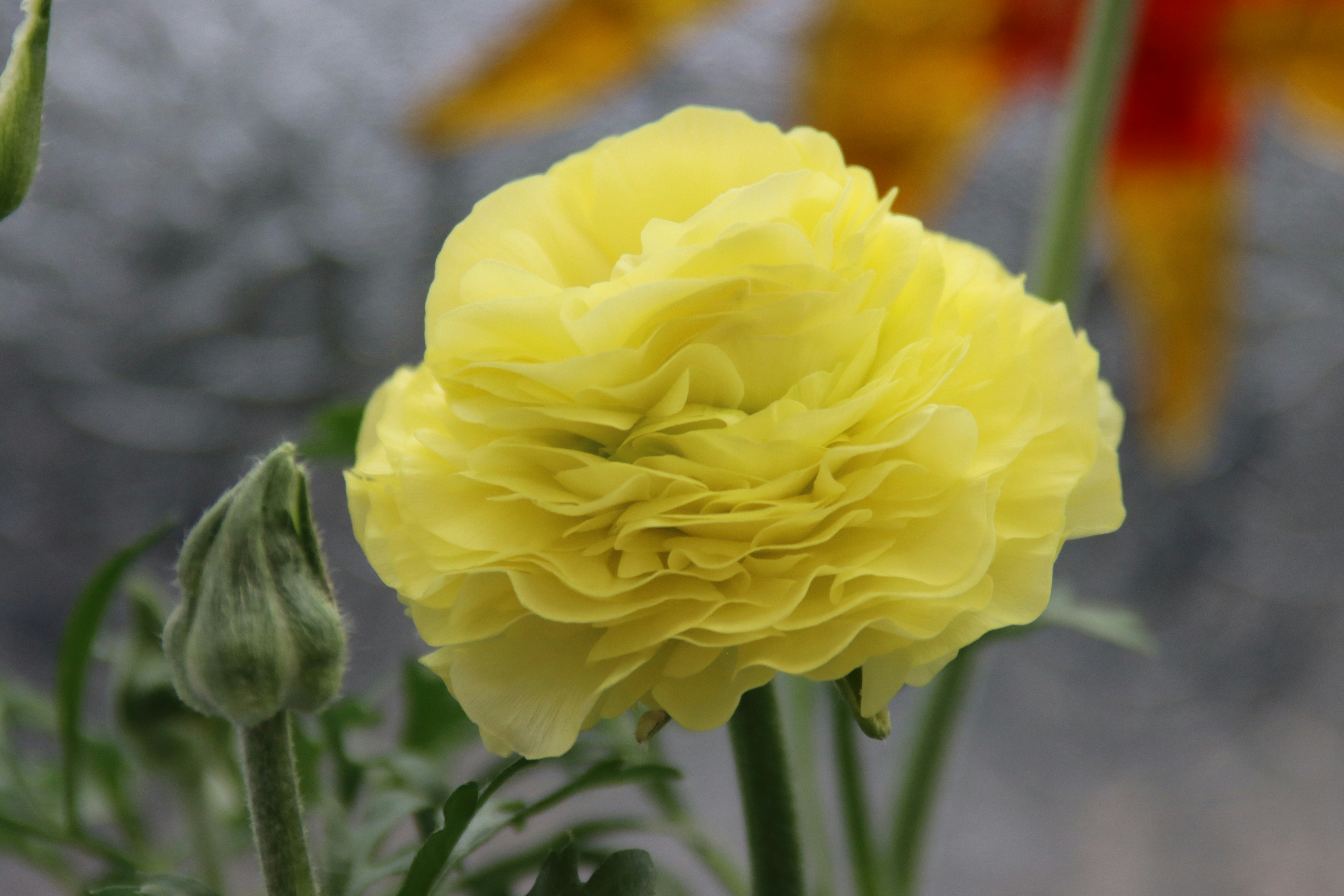 Sunlit Yellow Carnation Bloom in Focus