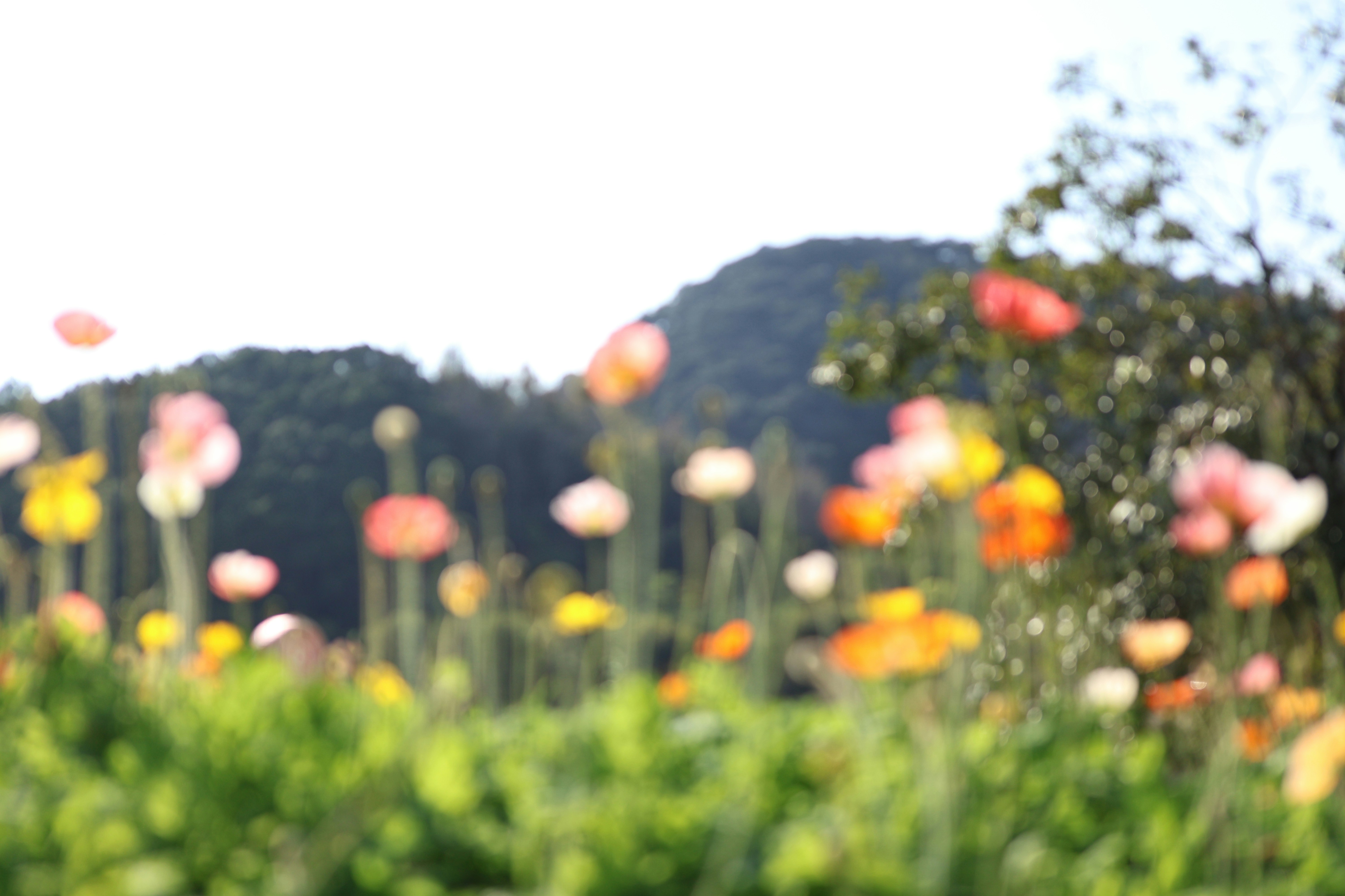 Blurred Meadow: pastel flowers against a distant ridge under sunny skies