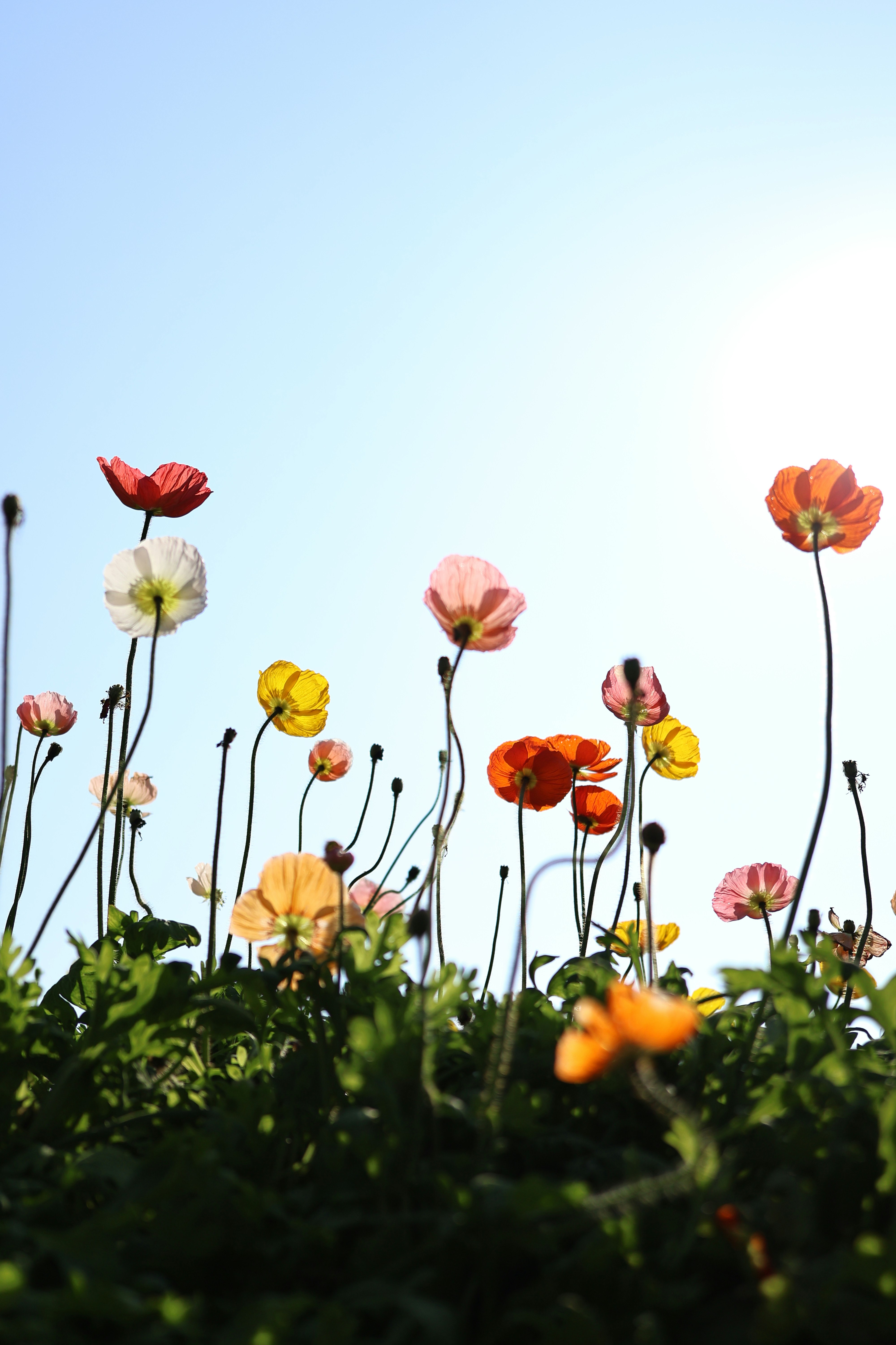 Sunlit petals reaching for the sky
