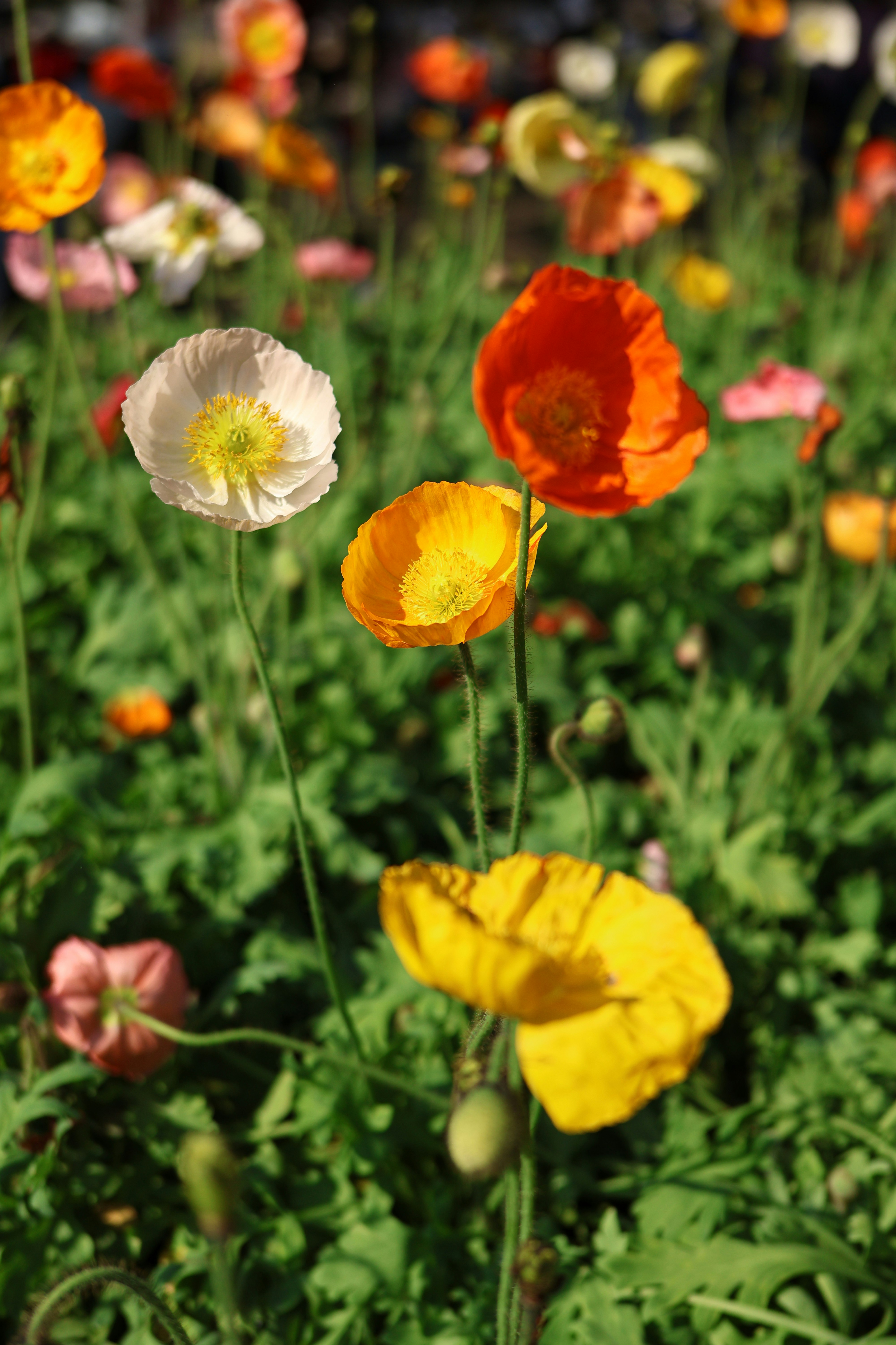 Sunlit poppies in a sea of green and color