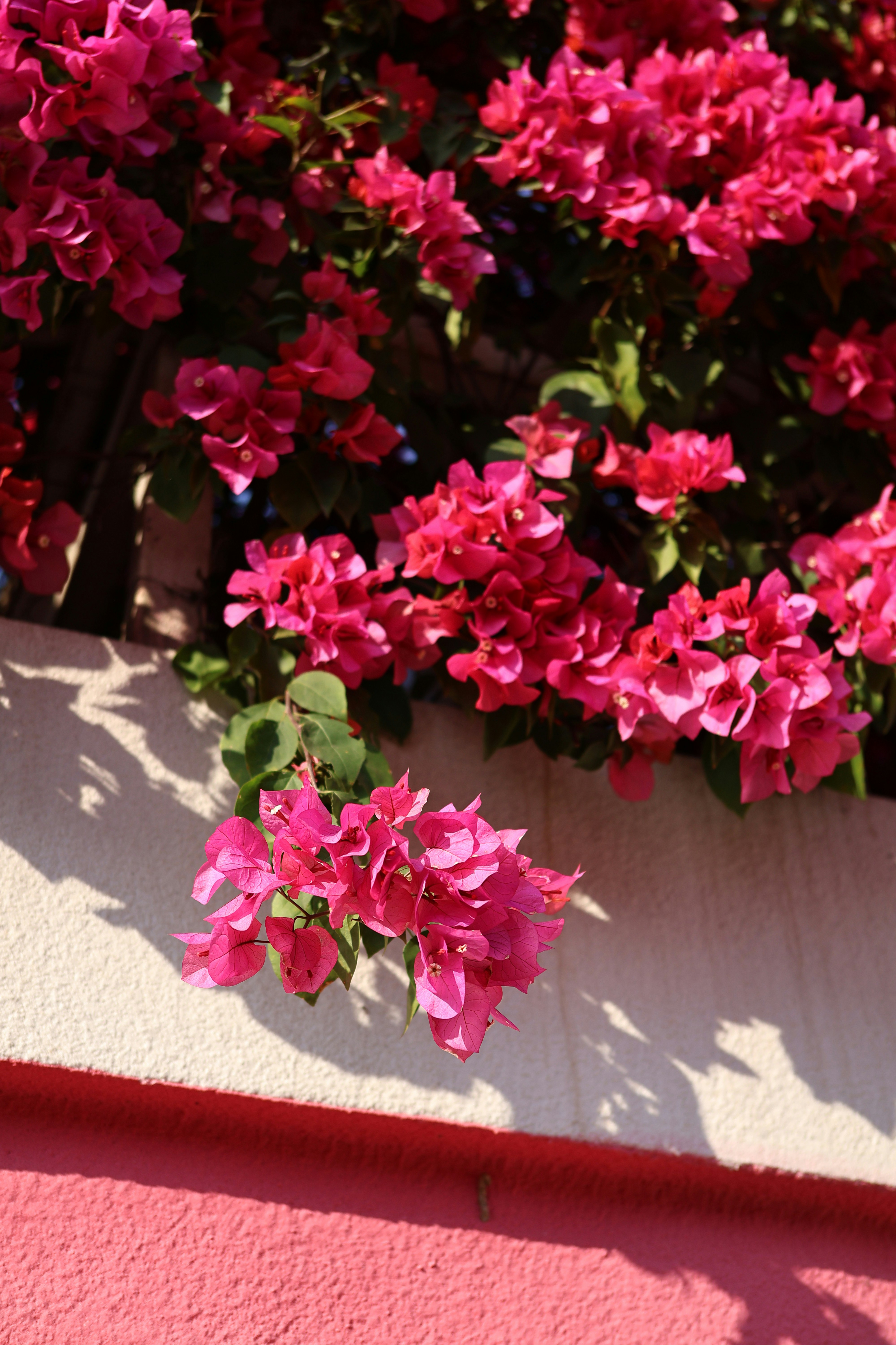 Vivid Bougainvillea Cascade Against Sunlit Wall