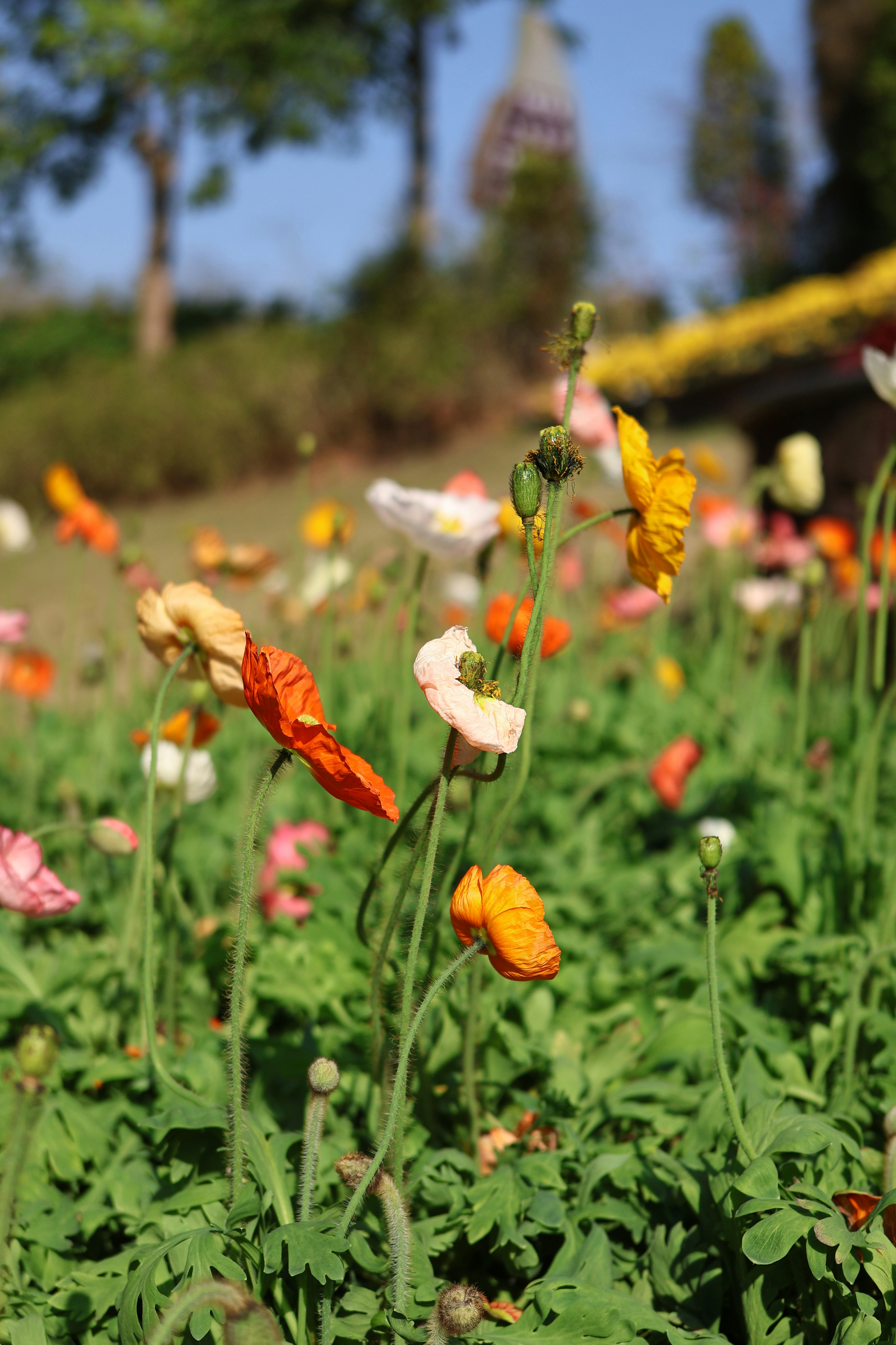 Colorful poppy meadow under a sunlit garden arch