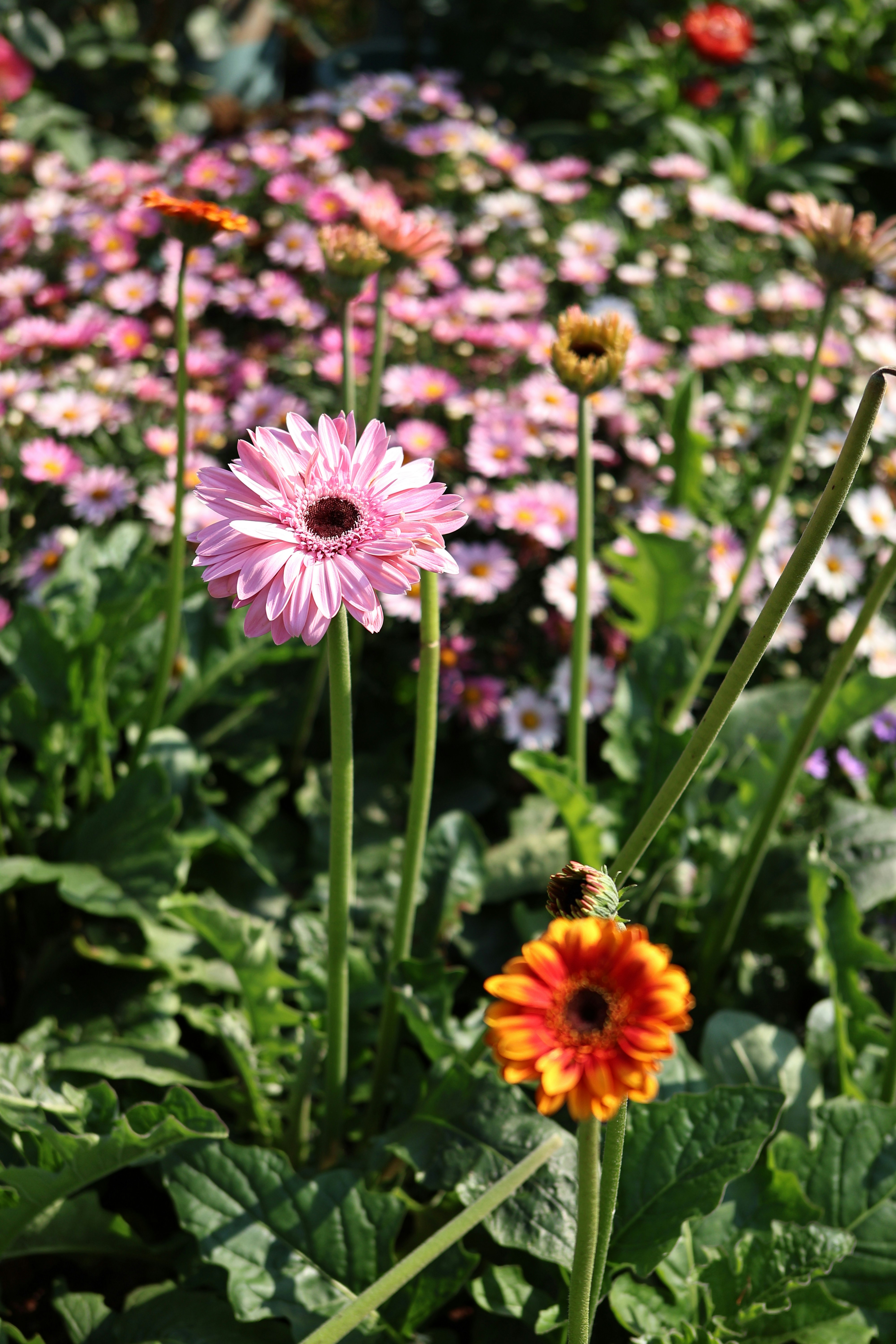 Pink Gerbera in a Sea of Bloom