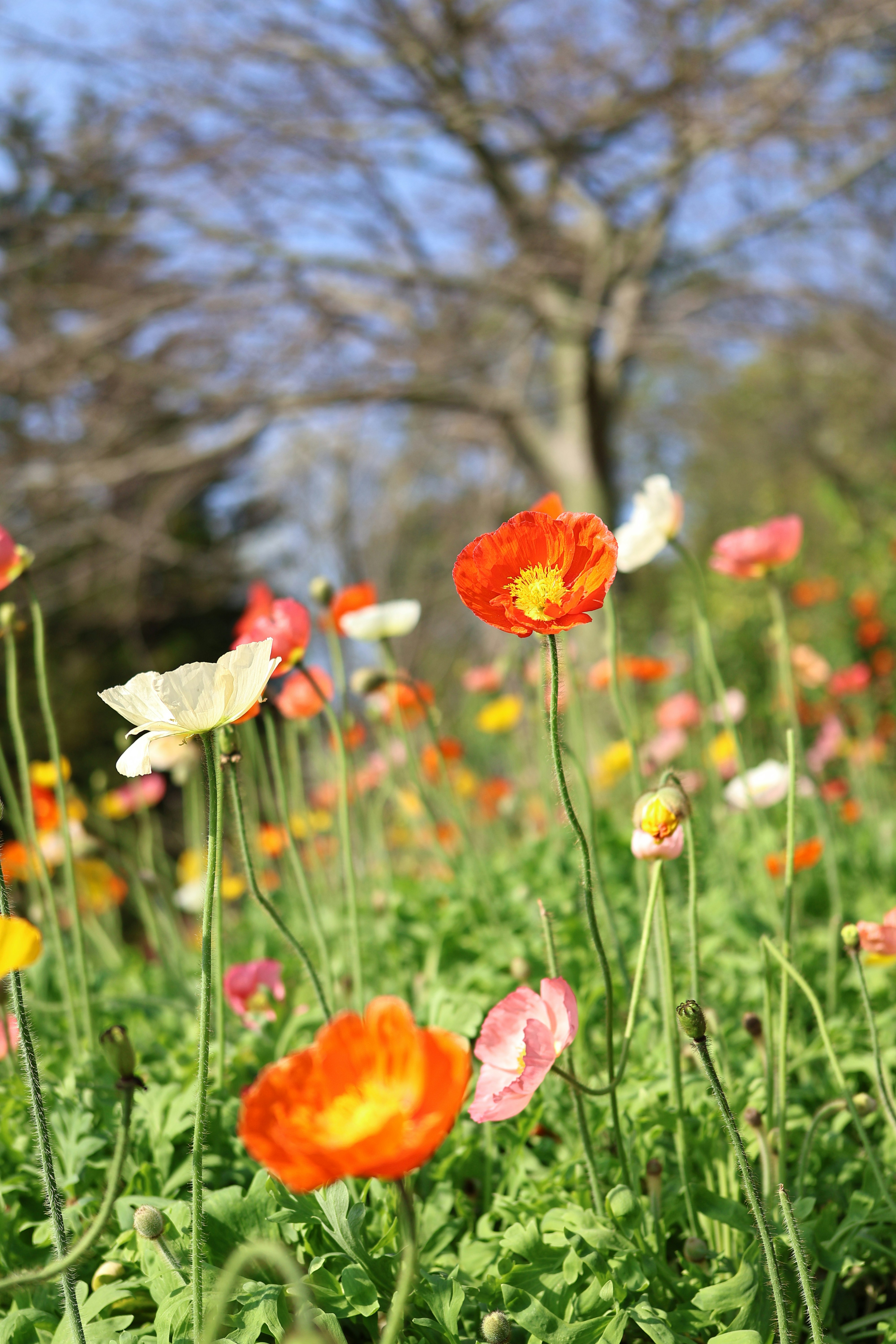 Vibrant Poppy Field: A Burst of Orange Amid Green Stems