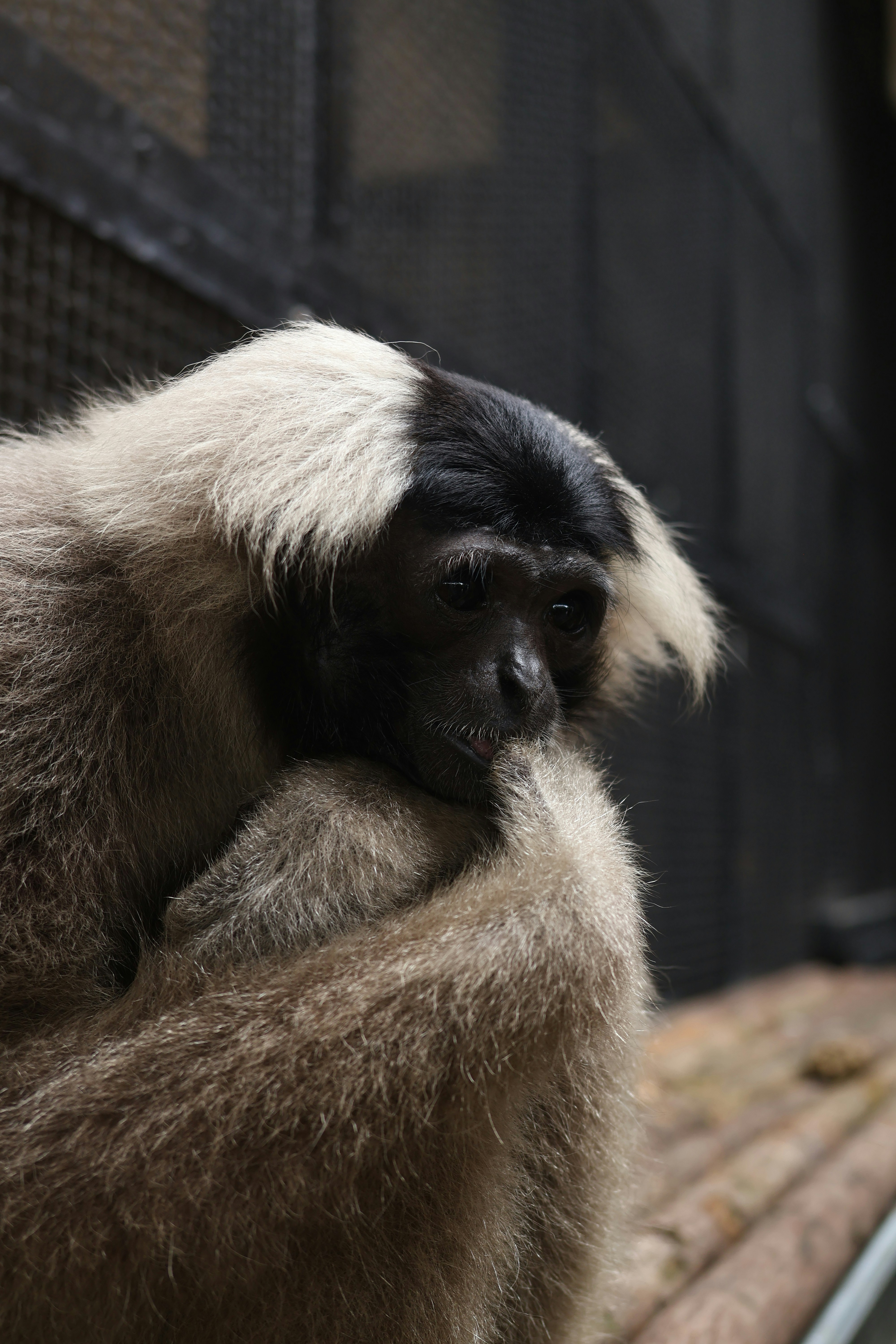 Portrait of a Curious Vervet: Quiet Moments in Fur and Shade