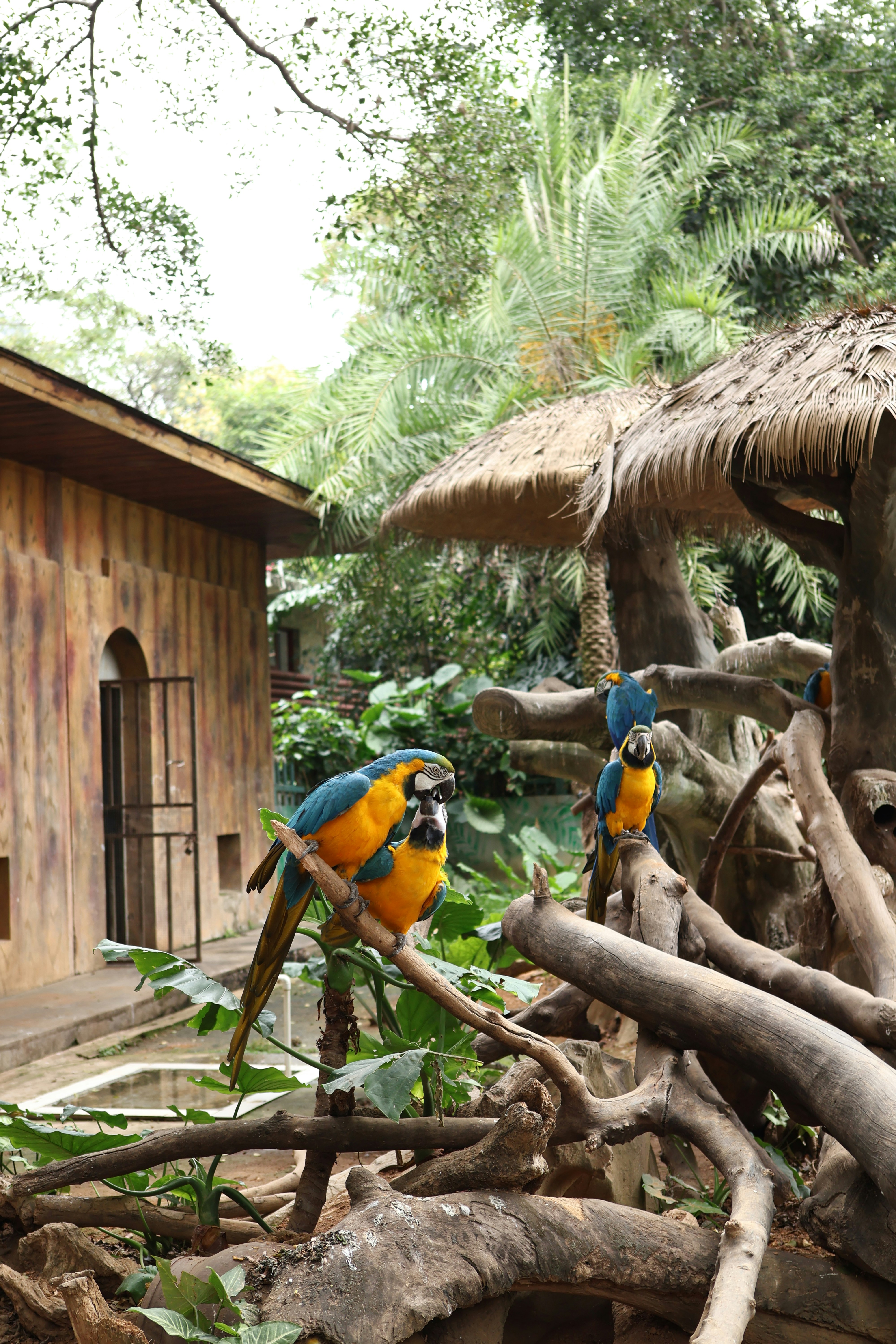 Azure Beacons in a Tropical Enclosure