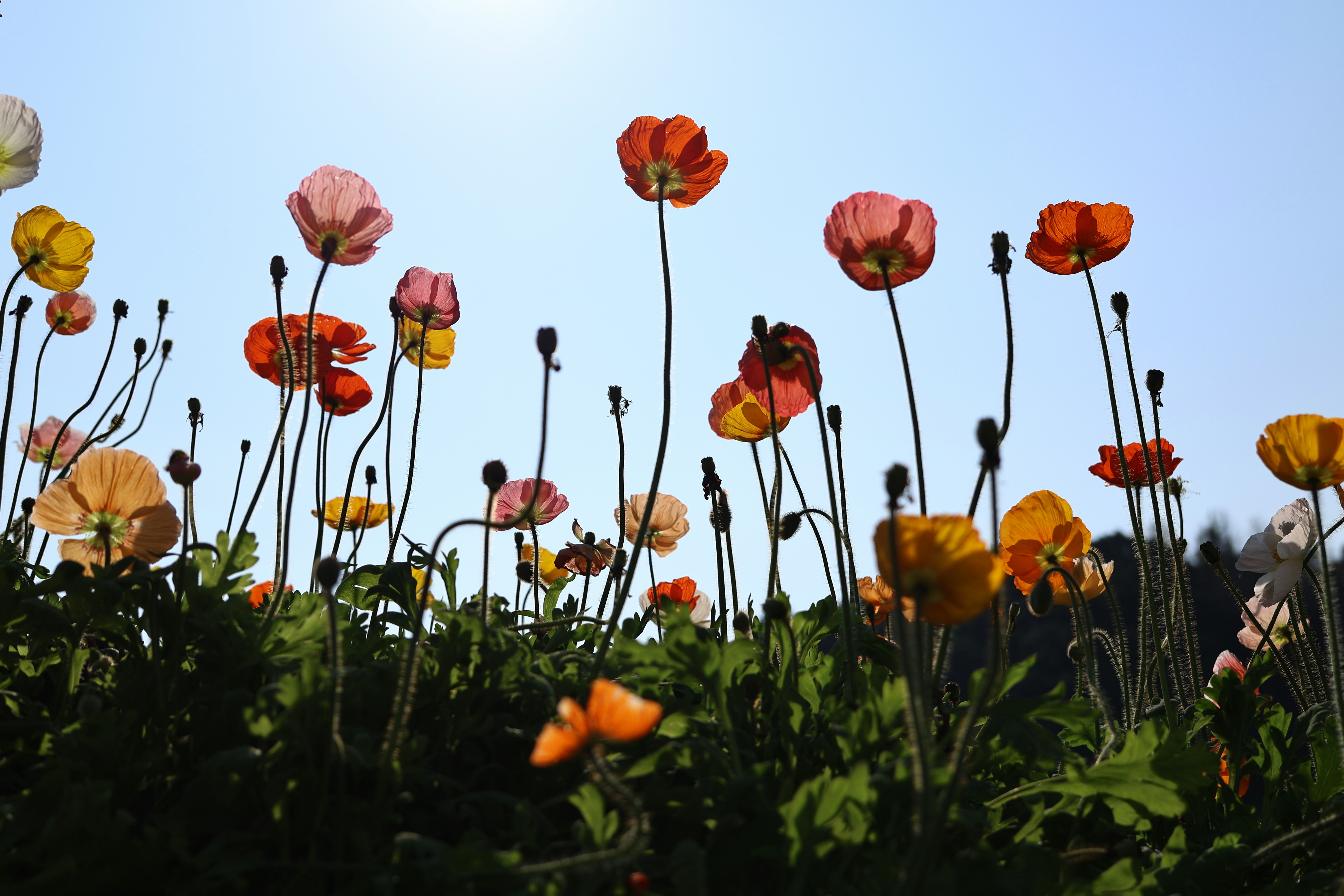 Sunlit Poppies Reaching for the Blue
