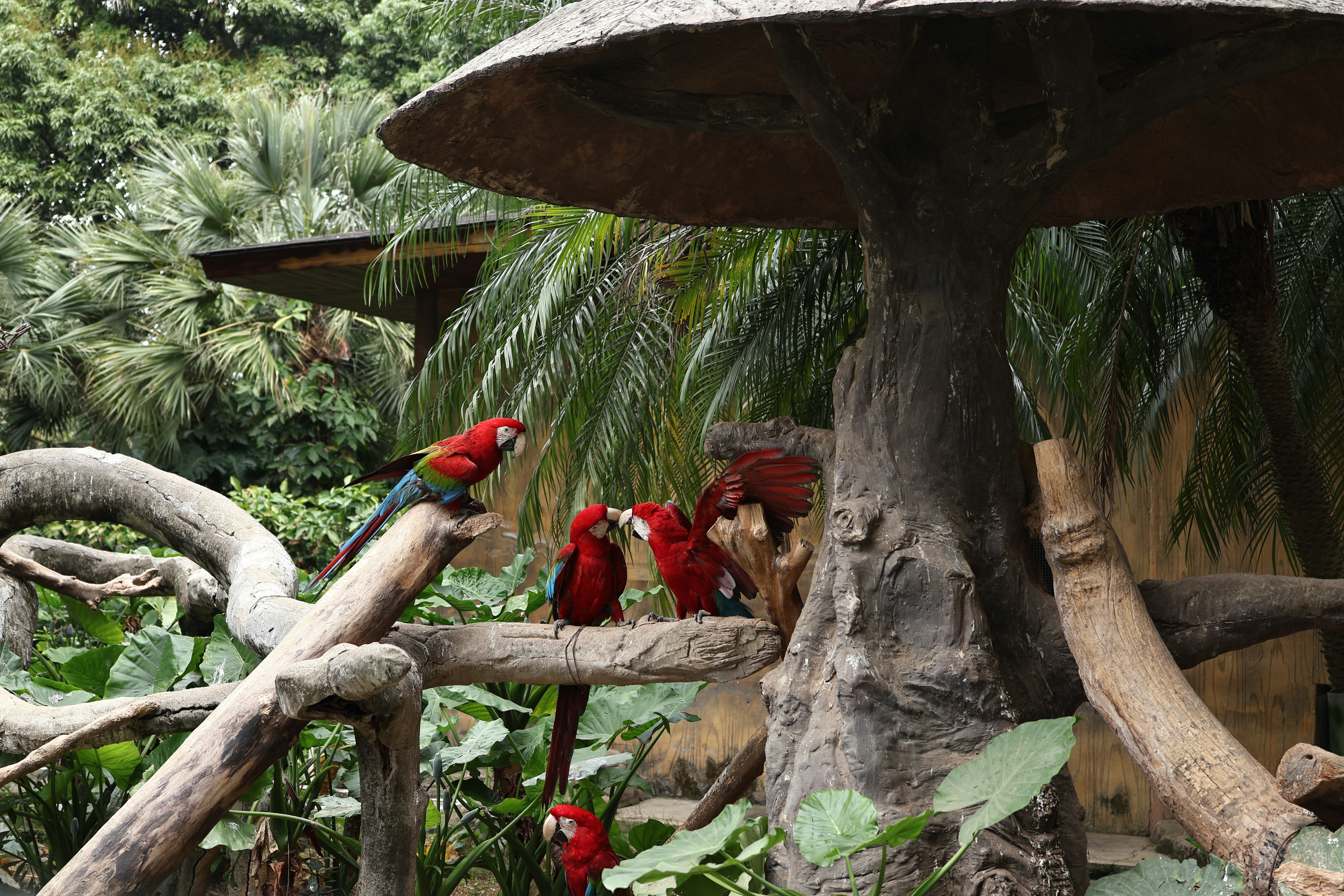 Red Macaws at the Forest Umbrella