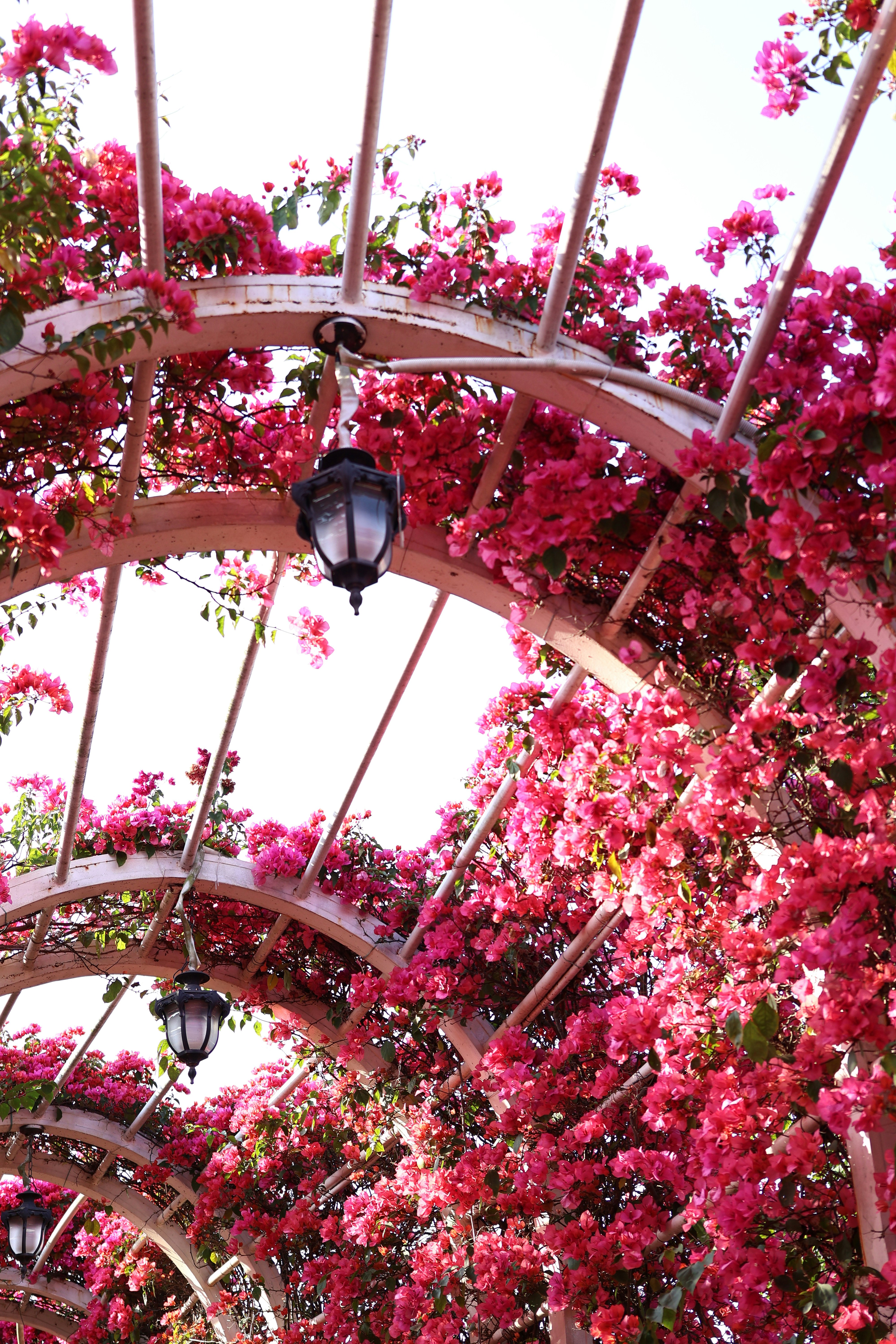 Blooms Beneath the Arch: A Lantern-Decked Path of Pink Vines